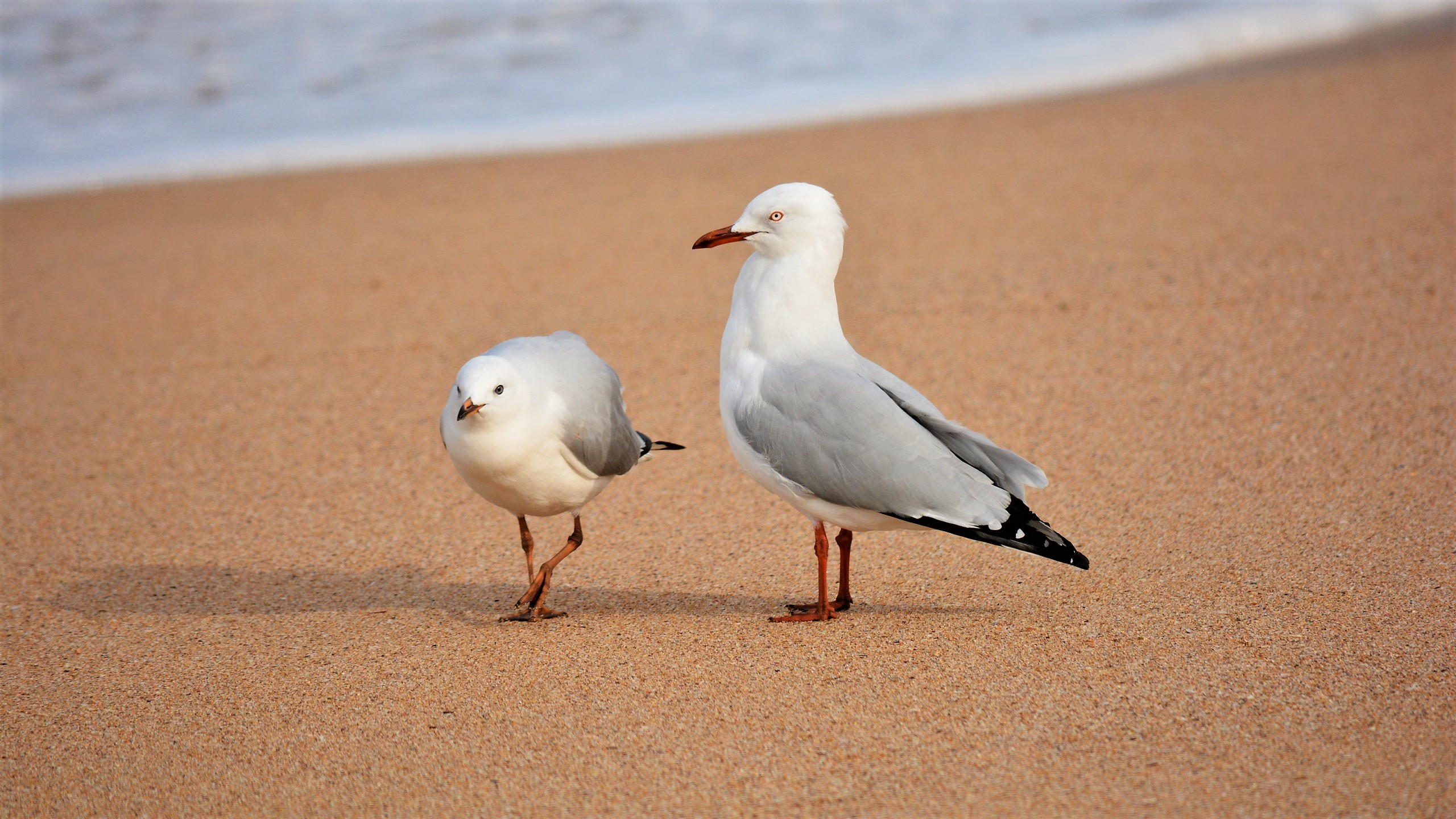Adult Seagull And Baby Elouera Beach NSW Australia by lonewolf6738