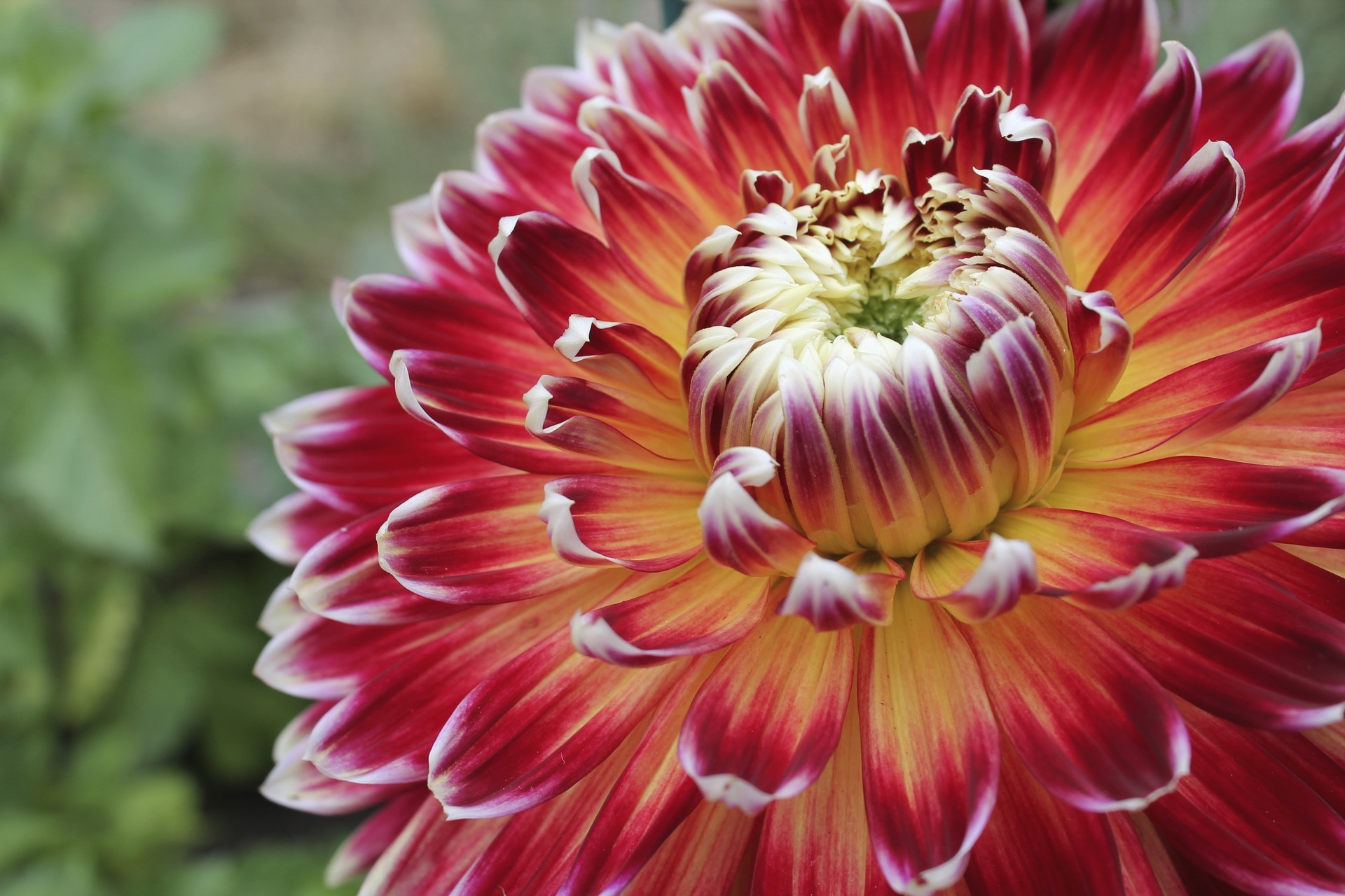 Dashing Dahlia Wallpaper