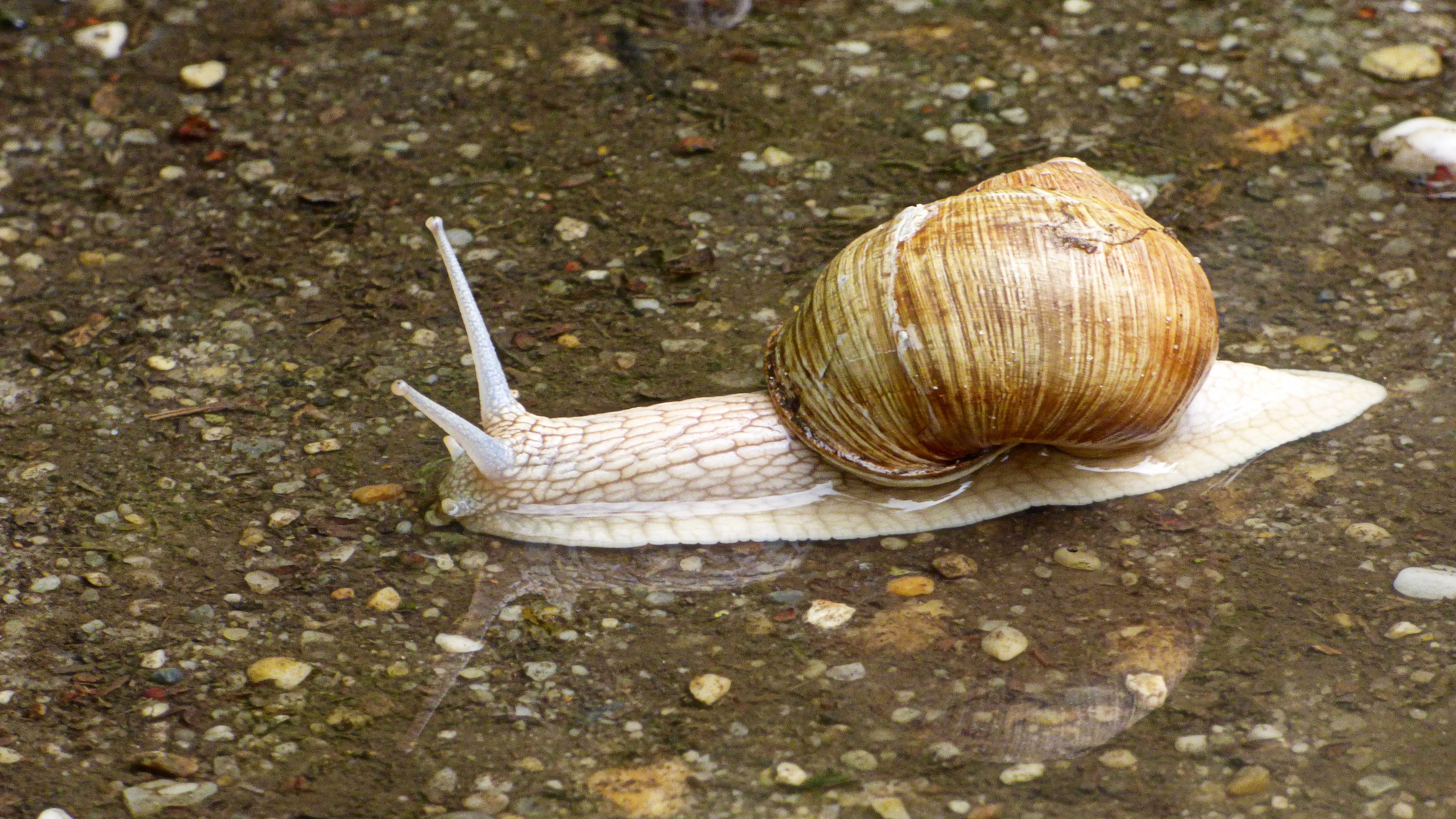 Snail 4k Ultra HD Wallpaper
