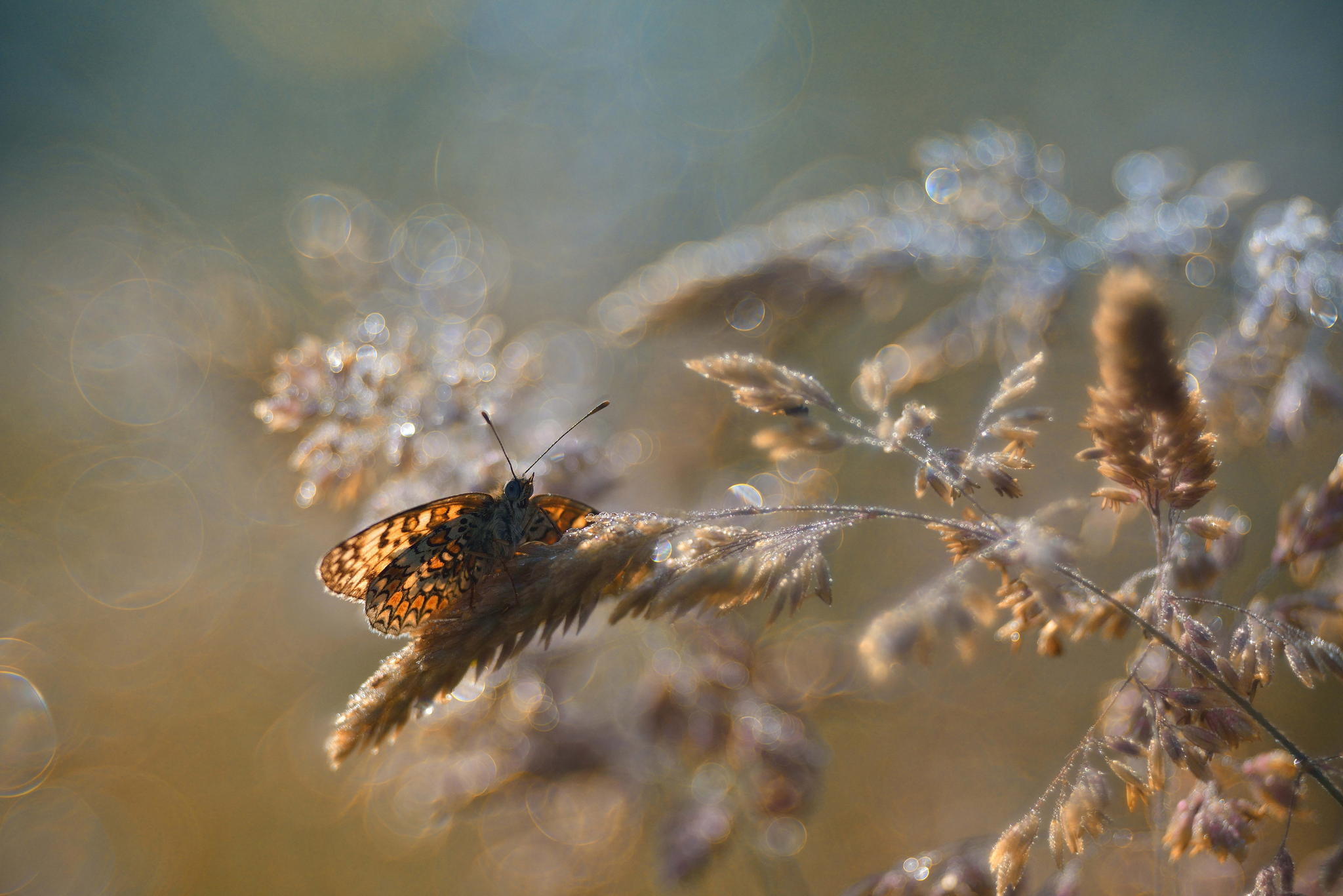 Download Close-up Plant Bokeh Insect Animal Butterfly HD Wallpaper