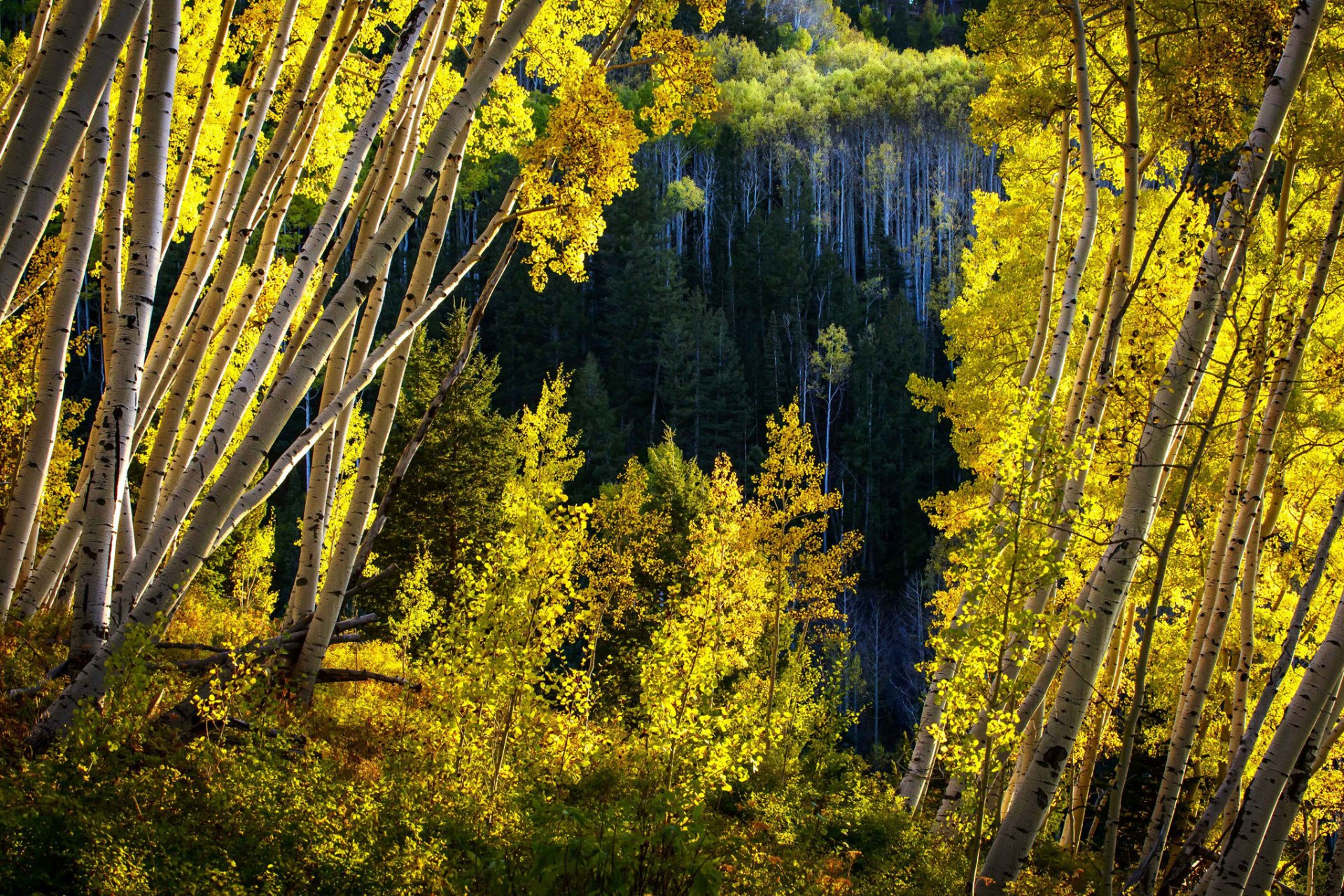 Download Birch Colorado Yellow Tree Nature Forest HD Wallpaper