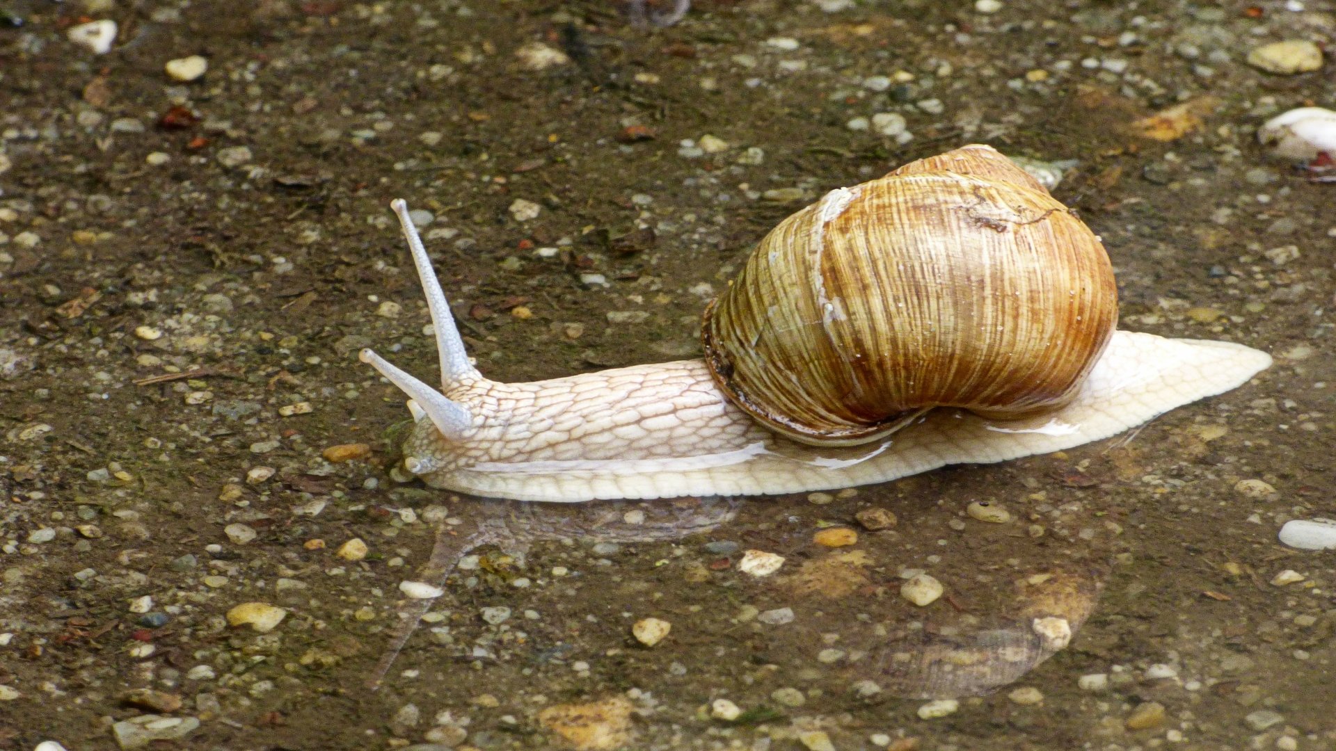 Snail 4k Ultra HD Wallpaper