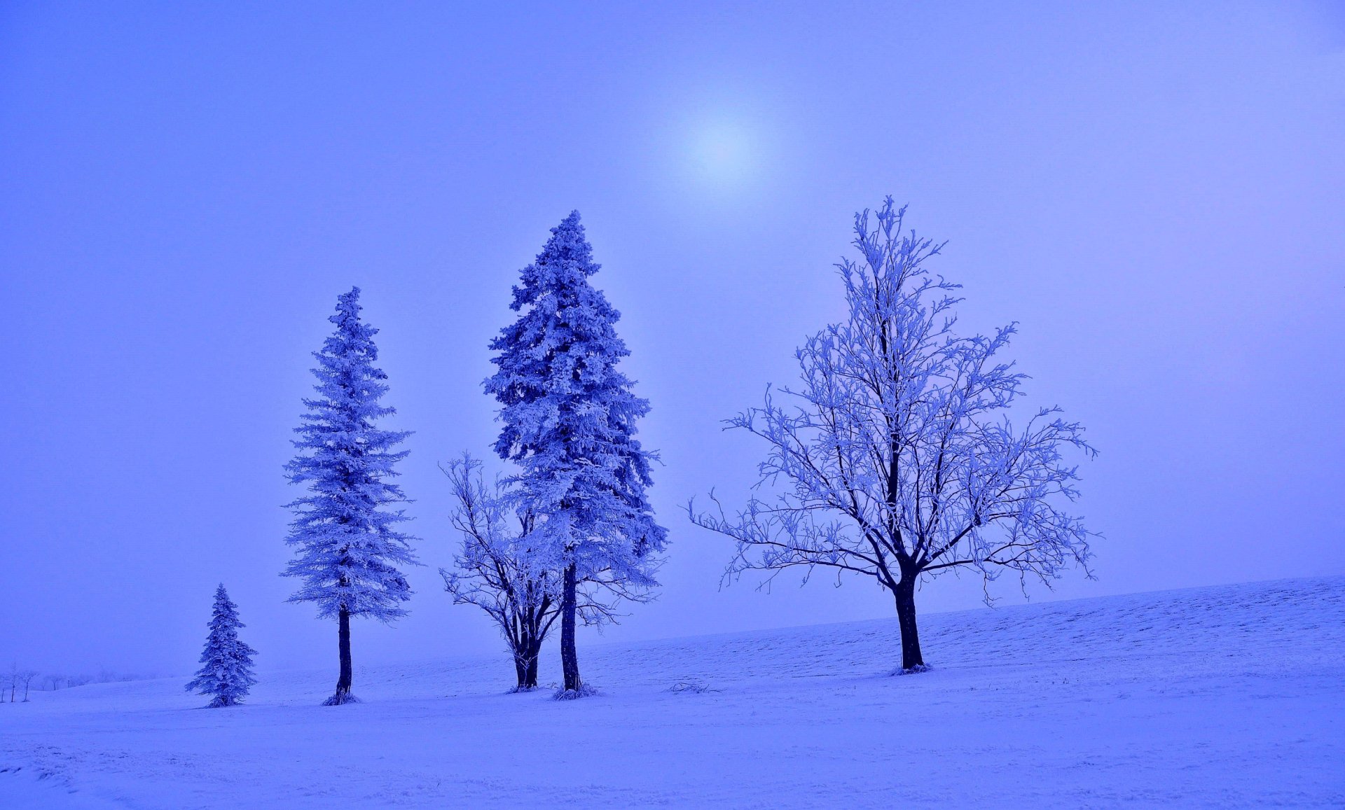 Download Snow Tree Nature Winter HD Wallpaper