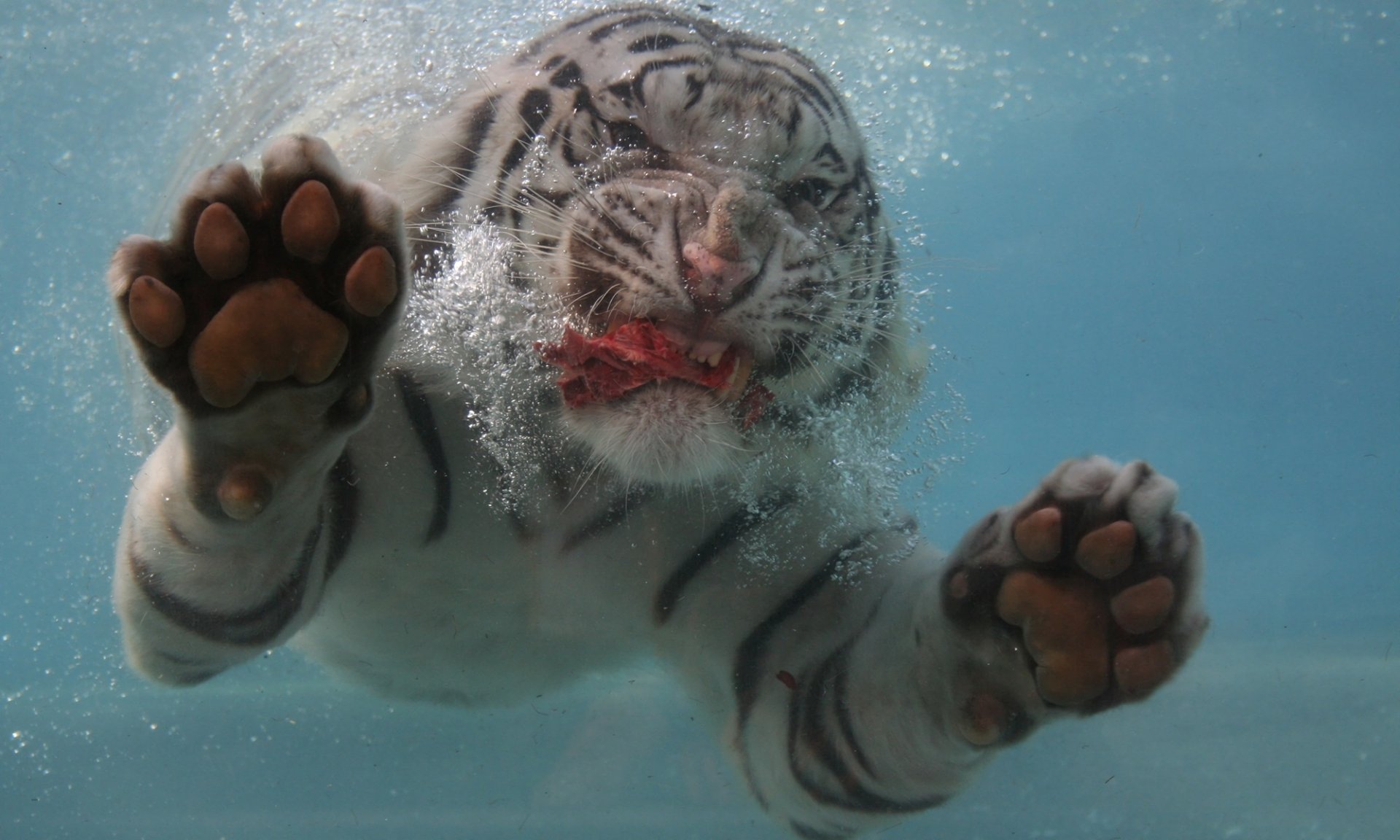 Majestic White Tiger Pawprints: Stunning Underwater Close-Up HD Wallpaper