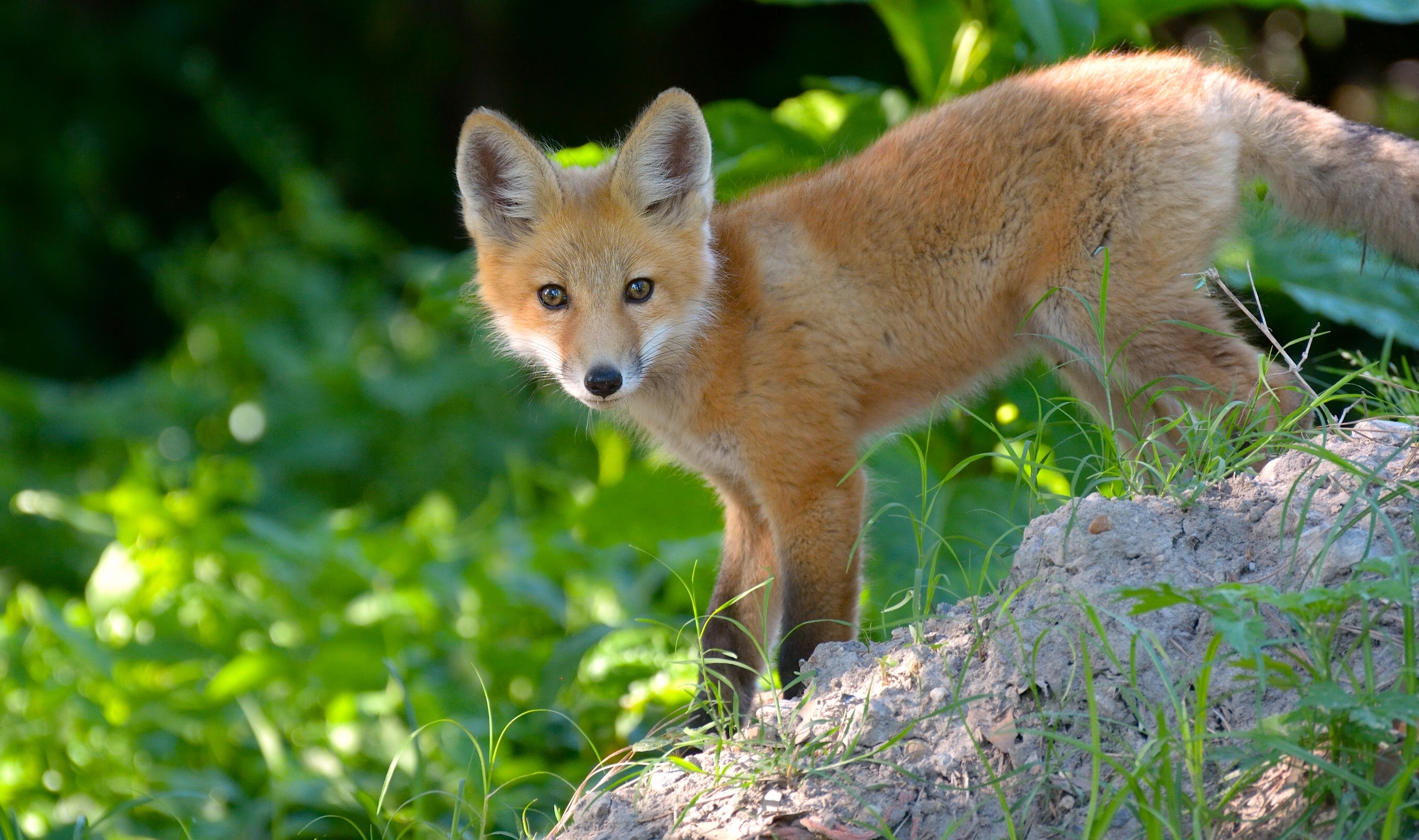 Animal Fox HD Wallpaper