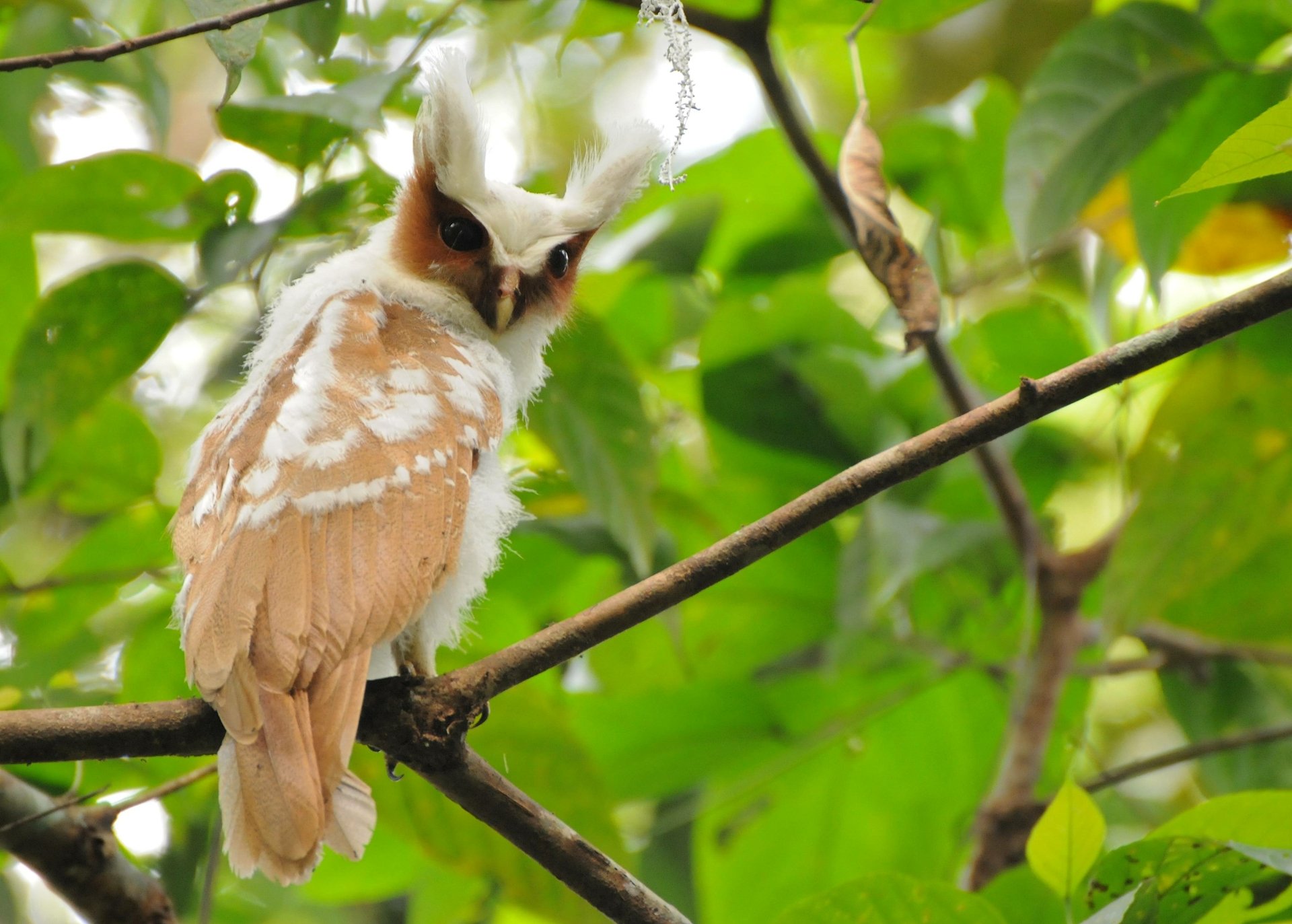 crested owl HD Wallpaper | Background Image | 3674x2627 | ID:714386 ...