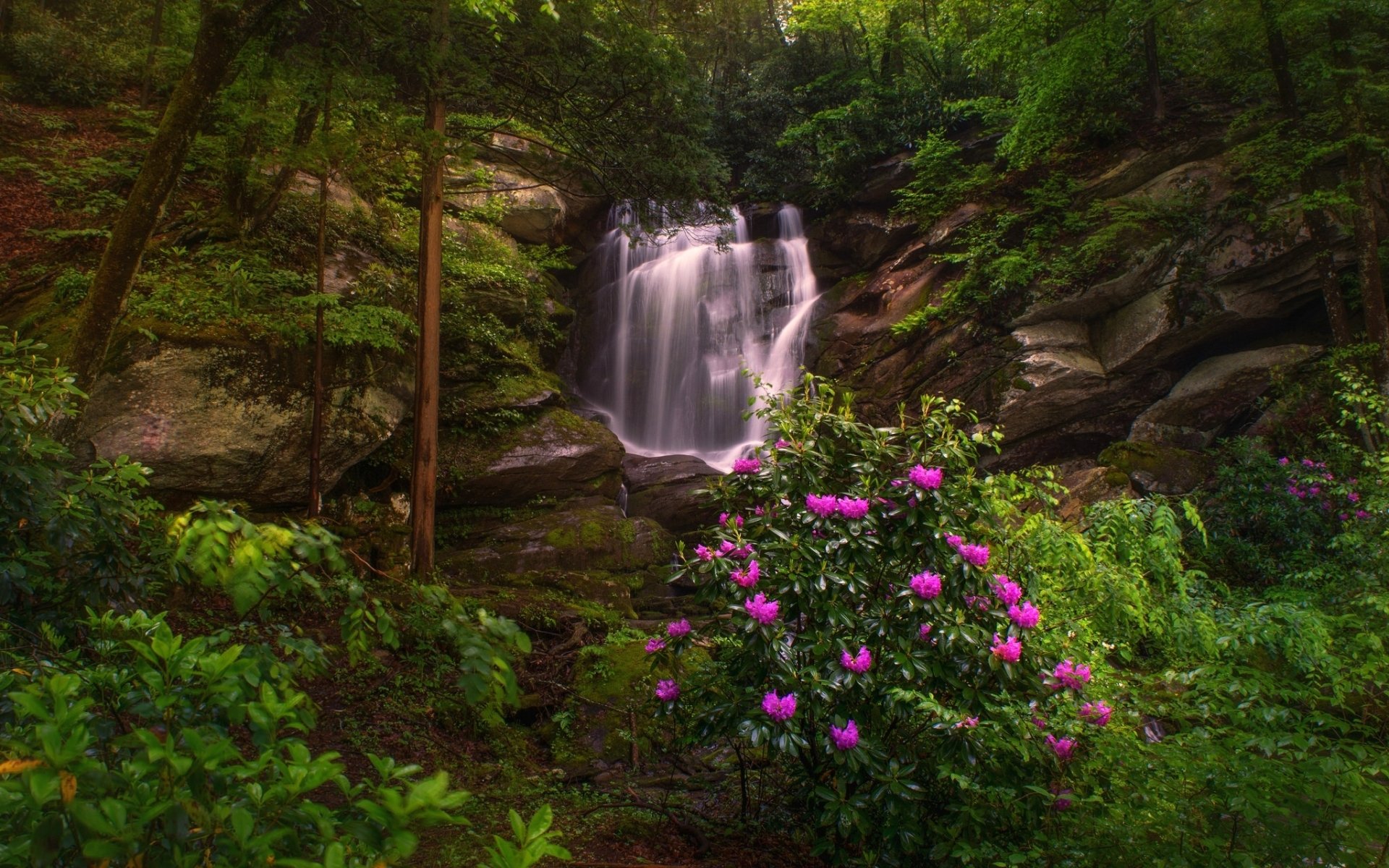 Download Nature Purple Flower Forest Waterfall HD Wallpaper