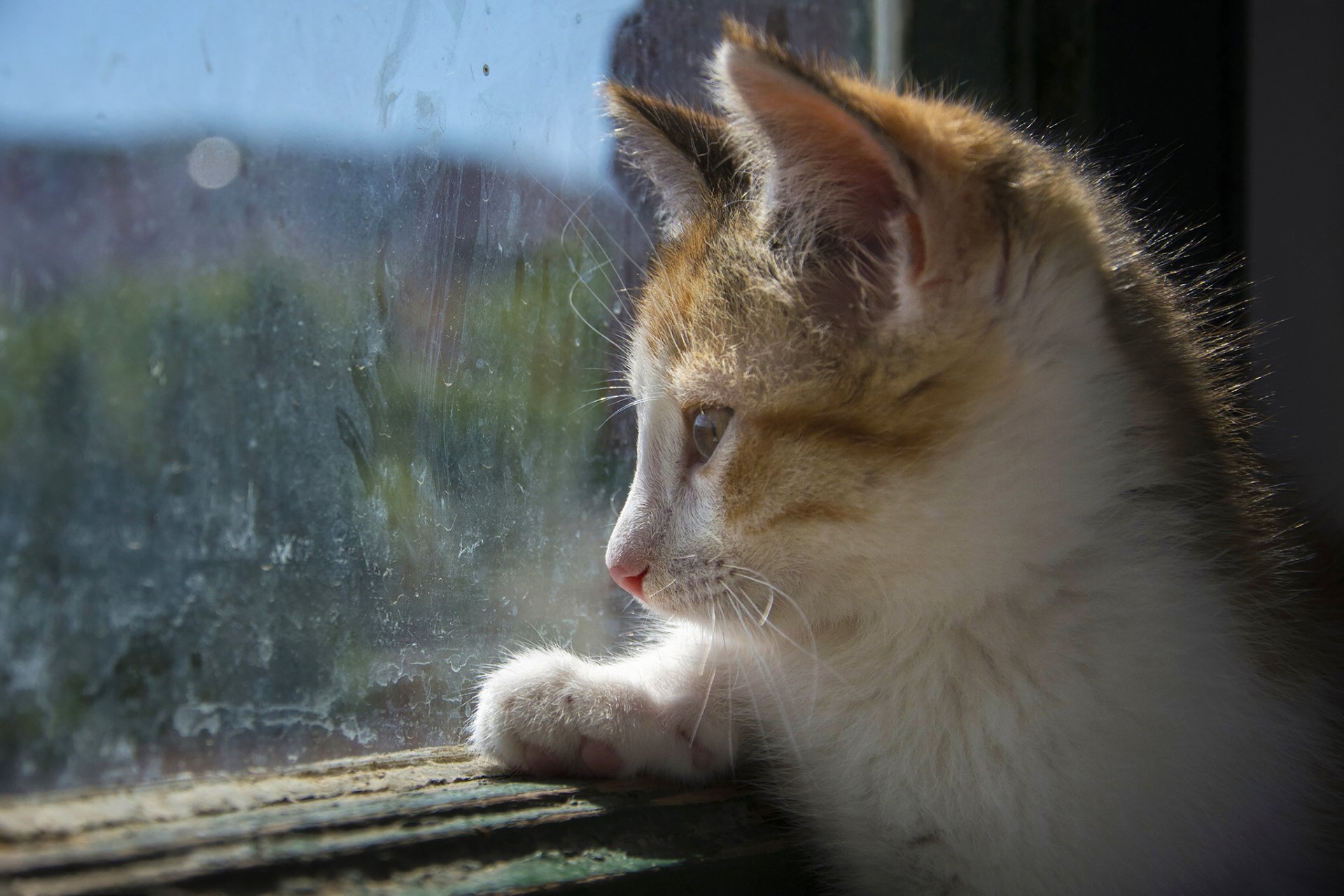 Download Window Animal Cat HD Wallpaper | 2048x1365 | Wallpaper Abyss
