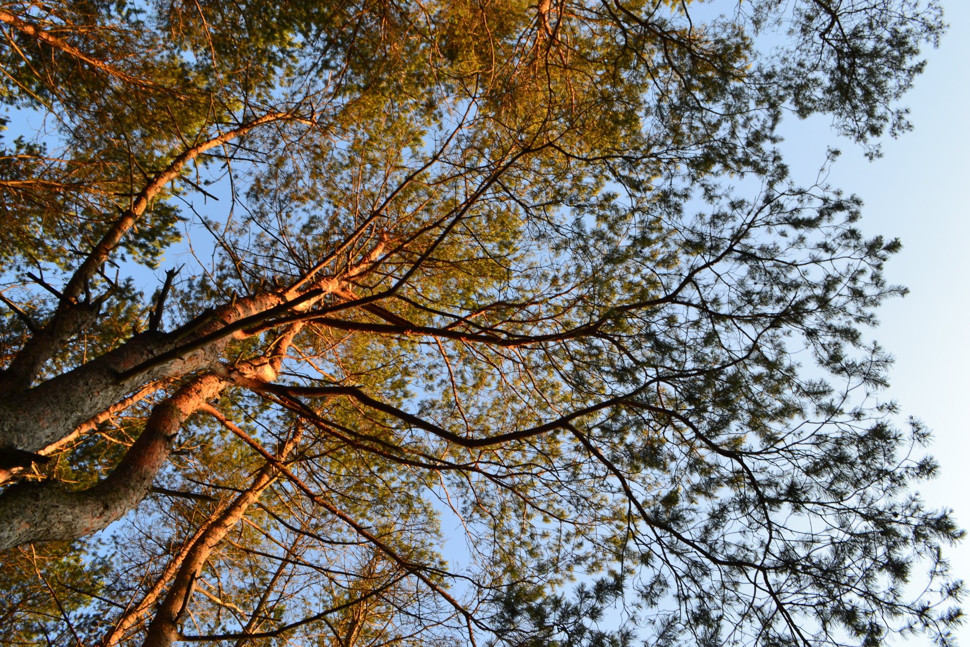 Download Forest Nature Tree 4k Ultra HD Wallpaper by Thobi