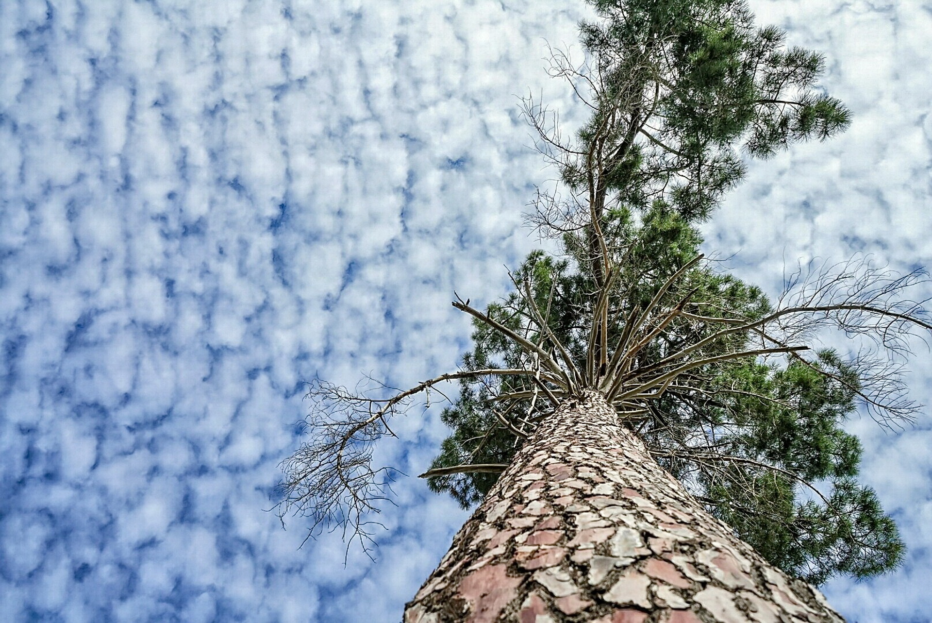 Download Cloud Sky Nature Pine Tree Tree HD Wallpaper