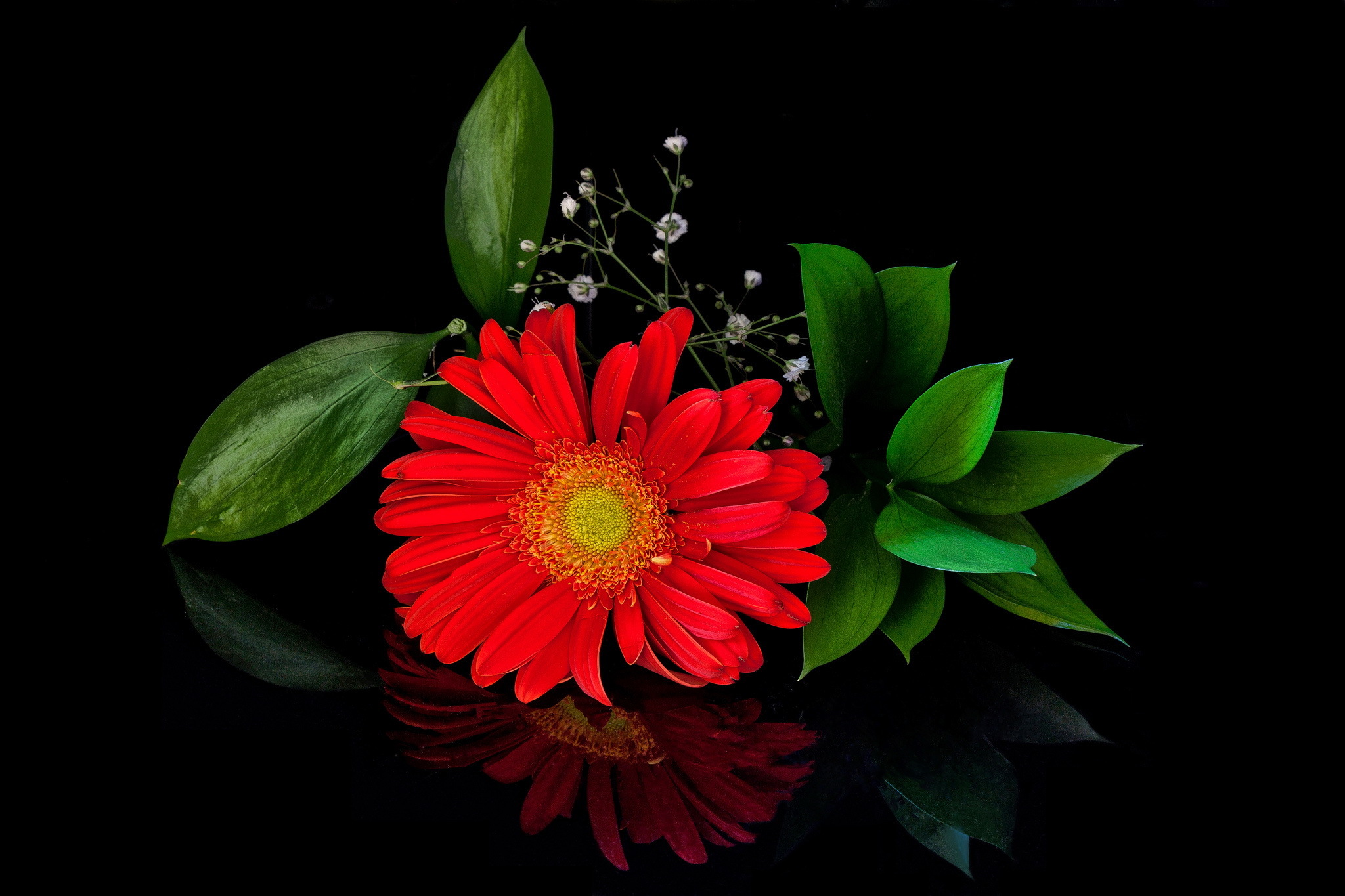 Download Nature Reflection Red Flower Flower HD Wallpaper