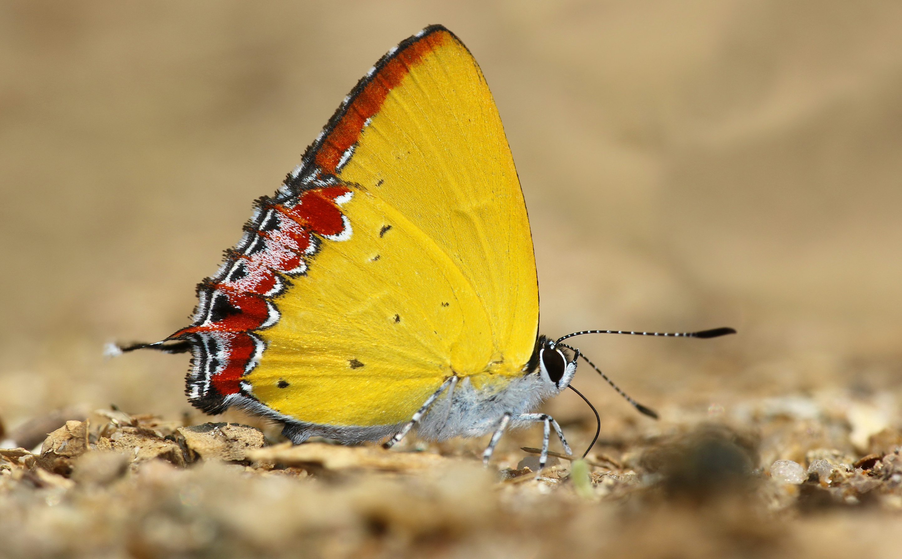 Butterfly HD Wallpaper