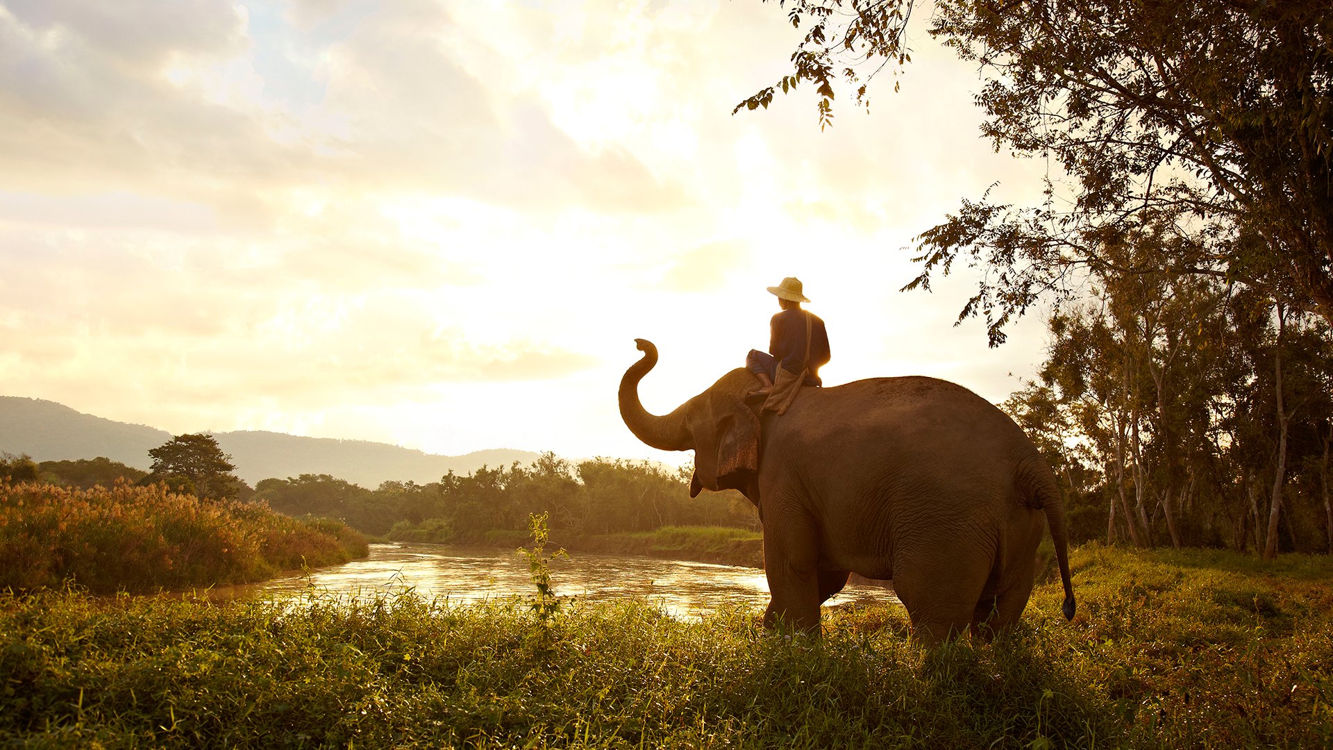Download Animal Asian Elephant HD Wallpaper | 1920x1080 | Wallpaper Abyss