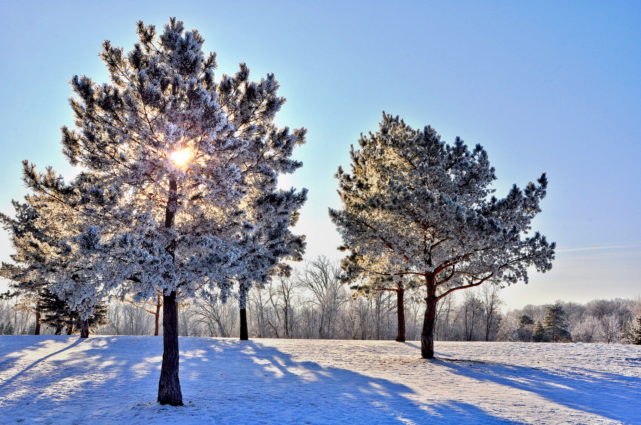 Download Sunshine Tree Snow Nature Winter HD Wallpaper