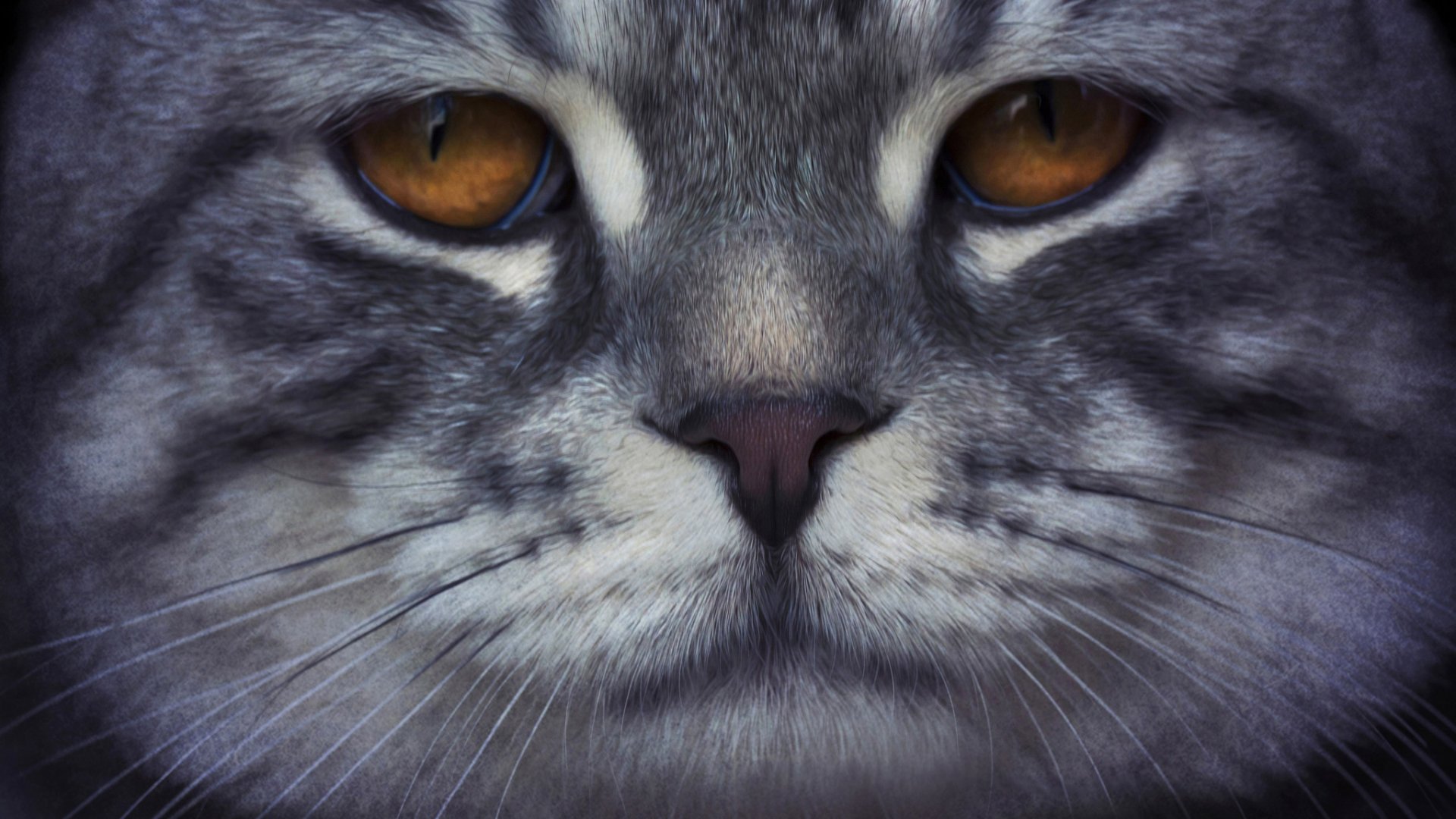 Download Eye Face Close-up Animal Cat HD Wallpaper