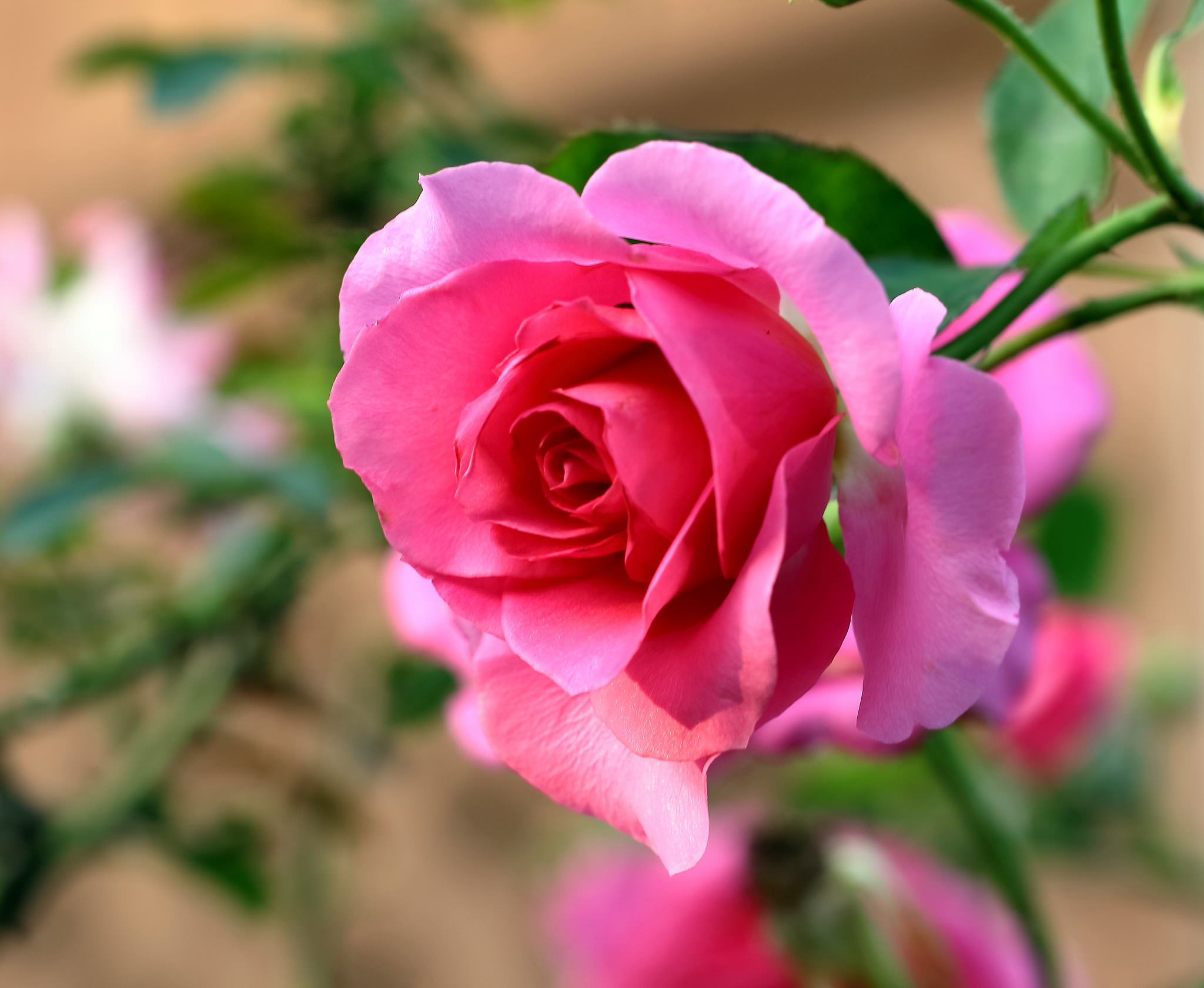 Nature Rose HD Wallpaper