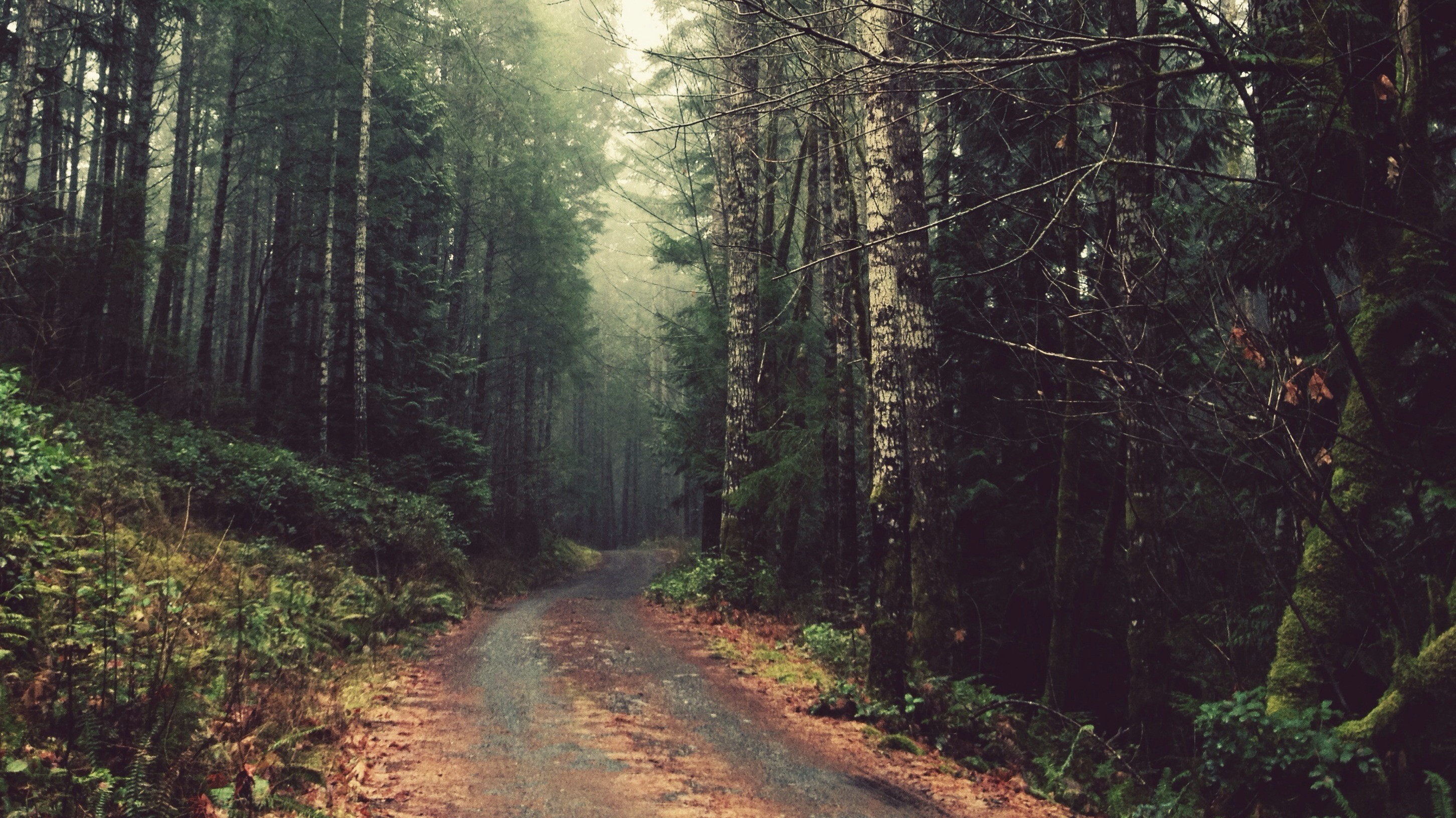 Download Forest Man Made Road HD Wallpaper