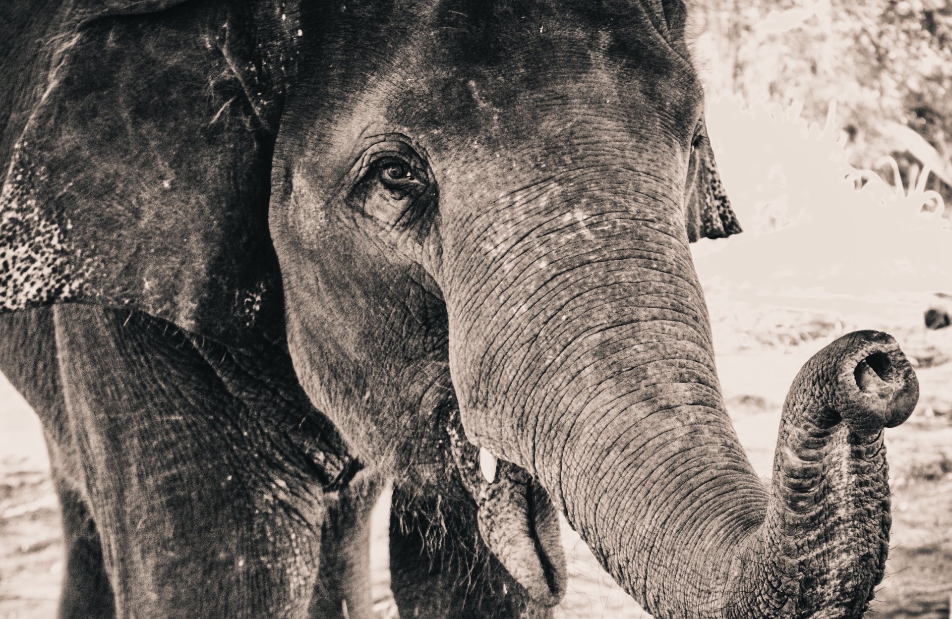 Download Close-up Black & White Animal Asian Elephant 4k Ultra HD ...