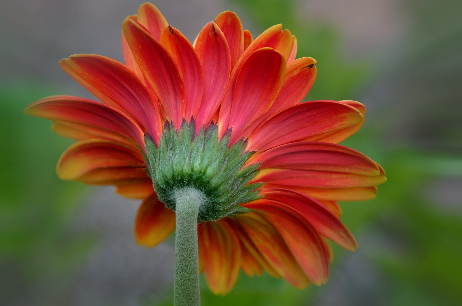 Download Red Flower Close-up Nature Flower HD Wallpaper | 2048x1360 ...