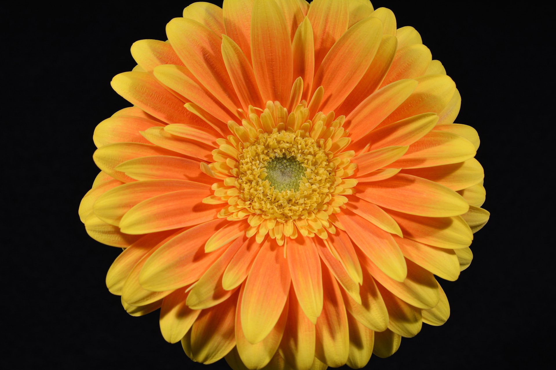 Download Yellow Flower Close-up Flower Nature Gerbera 4k Ultra HD Wallpaper