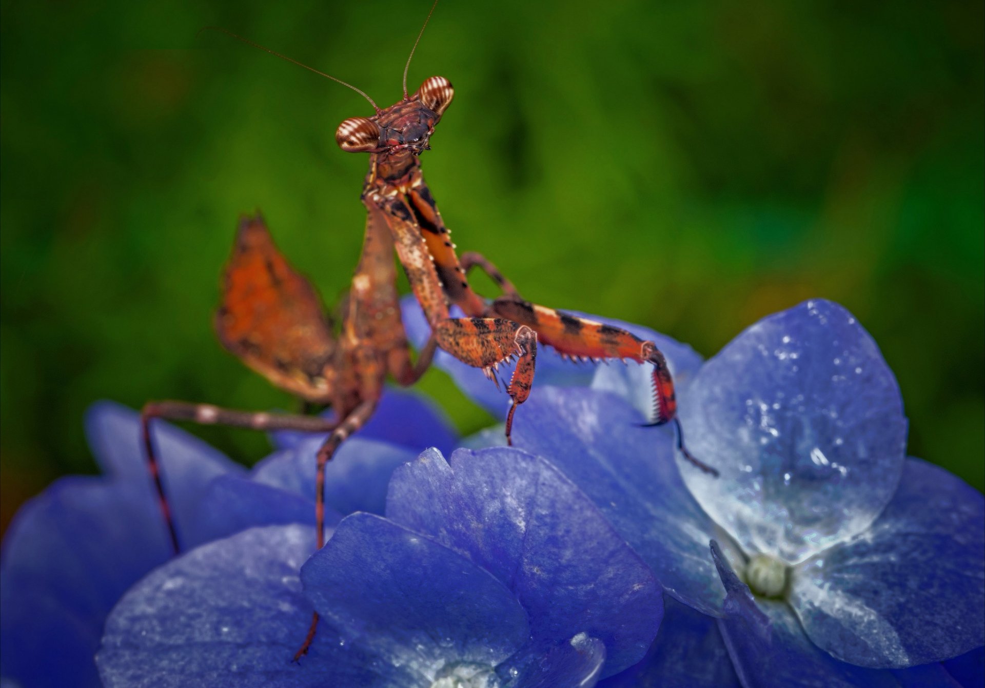 Download Blue Flower Insect Animal Praying Mantis HD Wallpaper