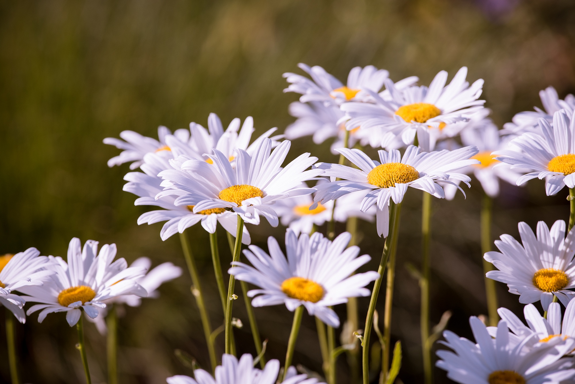Download White Flower Flower Nature Daisy HD Wallpaper