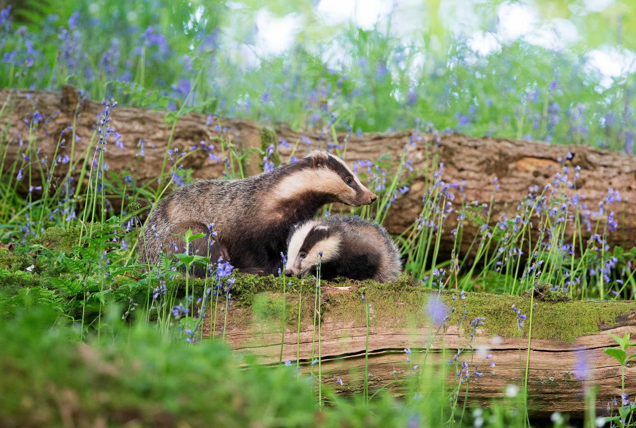 Badger HD Wallpaper