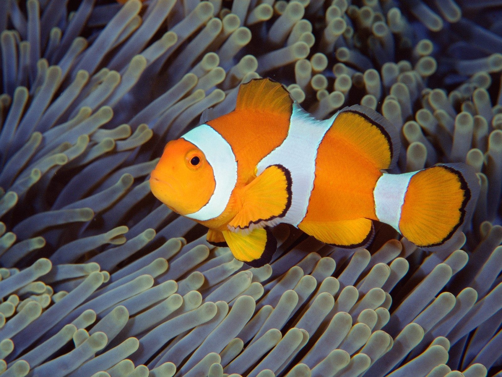 Download Ocean Sea Underwater Fish Animal Clownfish Wallpaper