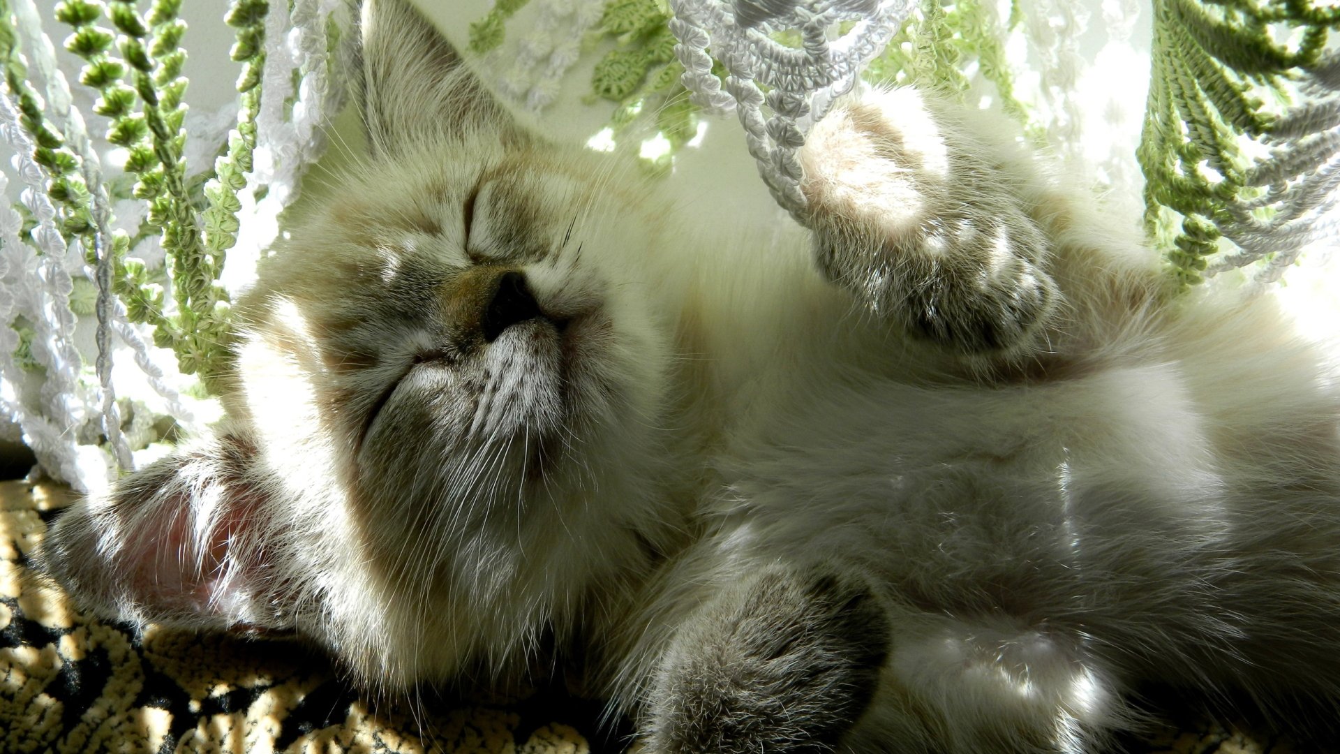 Peaceful Slumber: HD Kitten Cat Wallpaper | 2560x1440 | Wallpaper Abyss