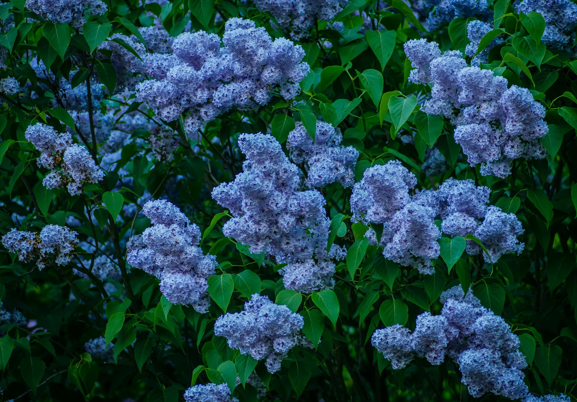4K Ultra HD: Blue Lilac Bloom on Leafy Bush Wallpaper