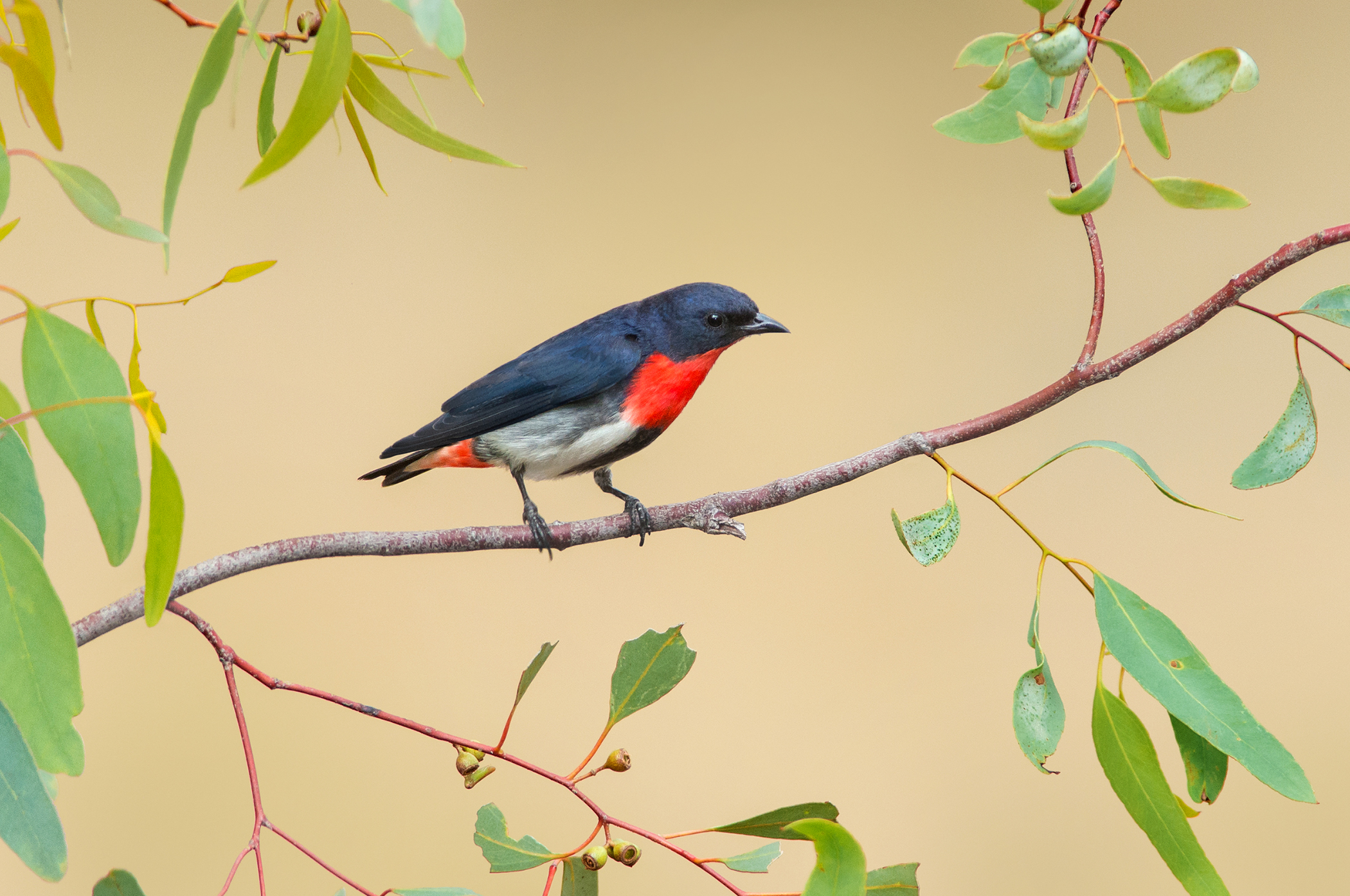 Mistletoe Bird Perched on Branch – Stunning HD Animal Wallpaper