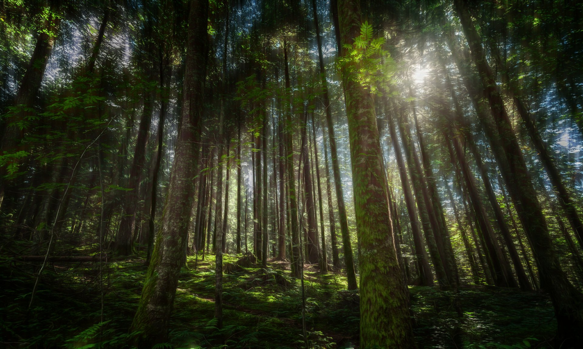 Sunlit Forest Cathedral: HD Nature & Tree Wallpaper by Chris Frank ...