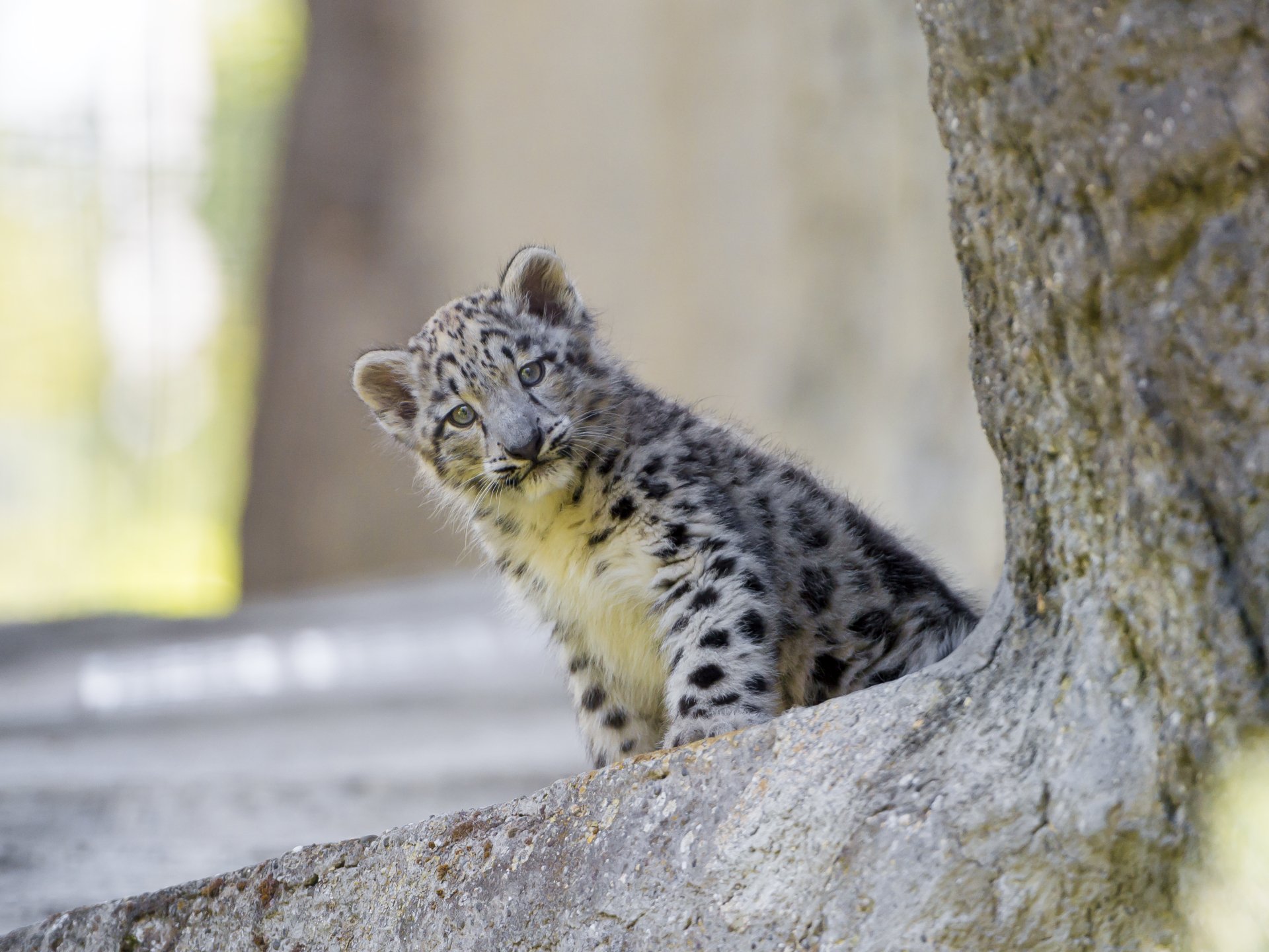 Snow Leopard Cub: Adorable Baby Animal HD Wallpaper | 3526x2644 ...