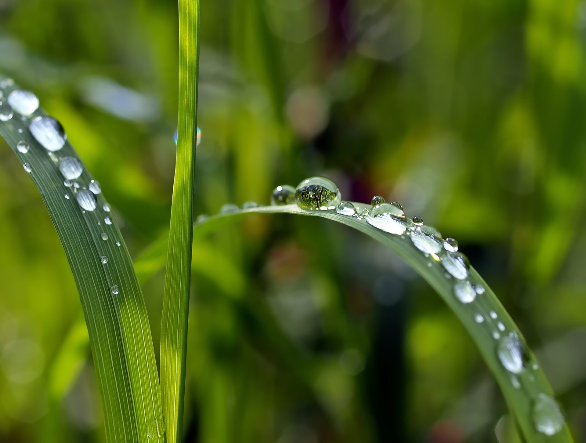Download Grass Blur Nature Close-up Water Drop HD Wallpaper