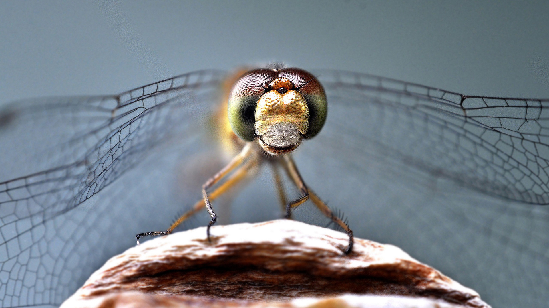 Download Insect Macro Animal Fly HD Wallpaper