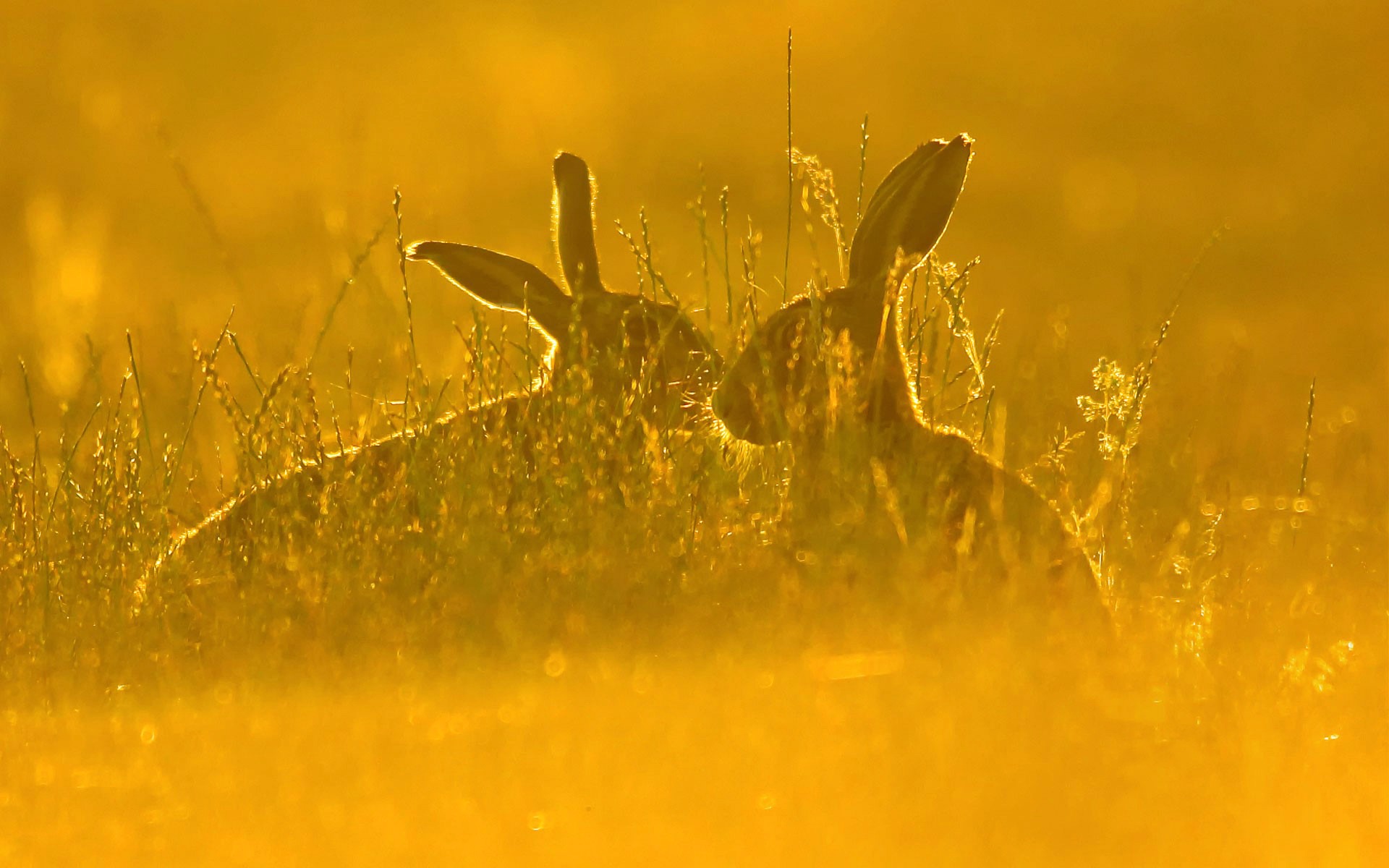 Download Sunny Grass Animal Rabbit HD Wallpaper