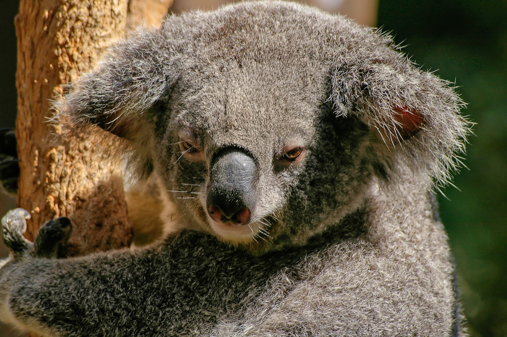 Download Stare Animal Koala HD Wallpaper