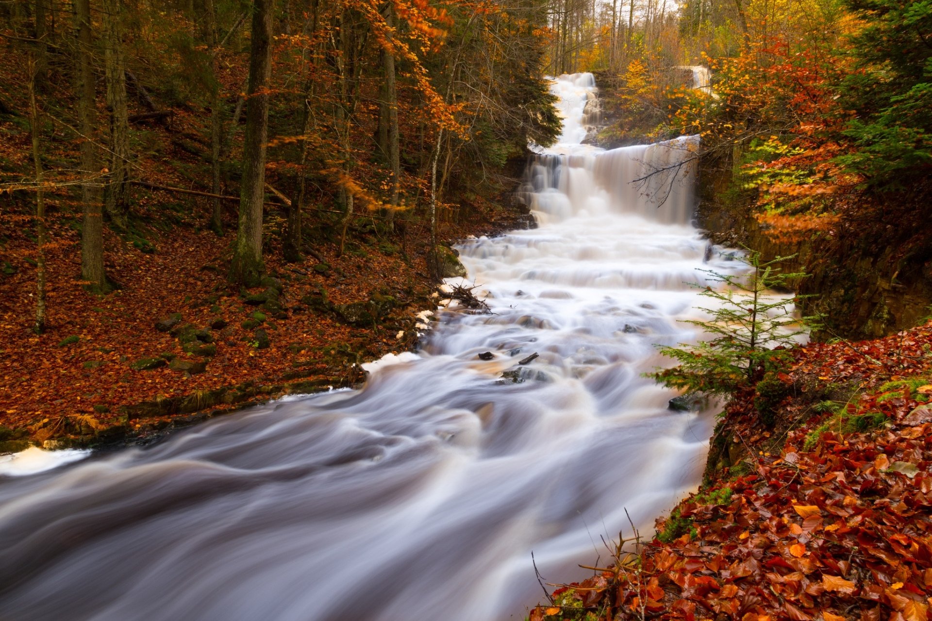 Download Forest River Leaf Foam Fall Nature Waterfall HD Wallpaper
