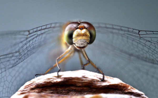 Download Animal Fly HD Wallpaper