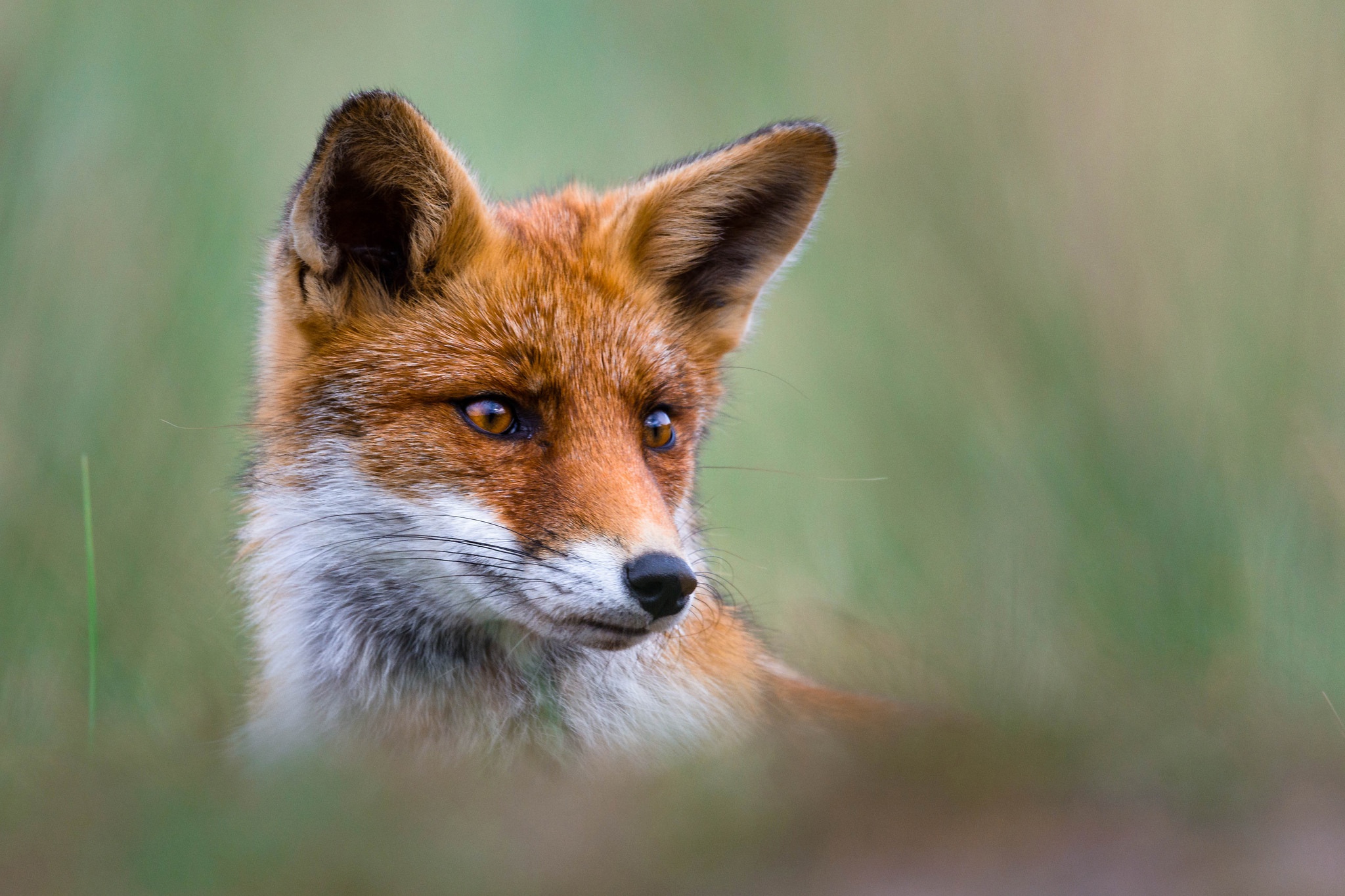 Download Muzzle Blur Animal Fox HD Wallpaper