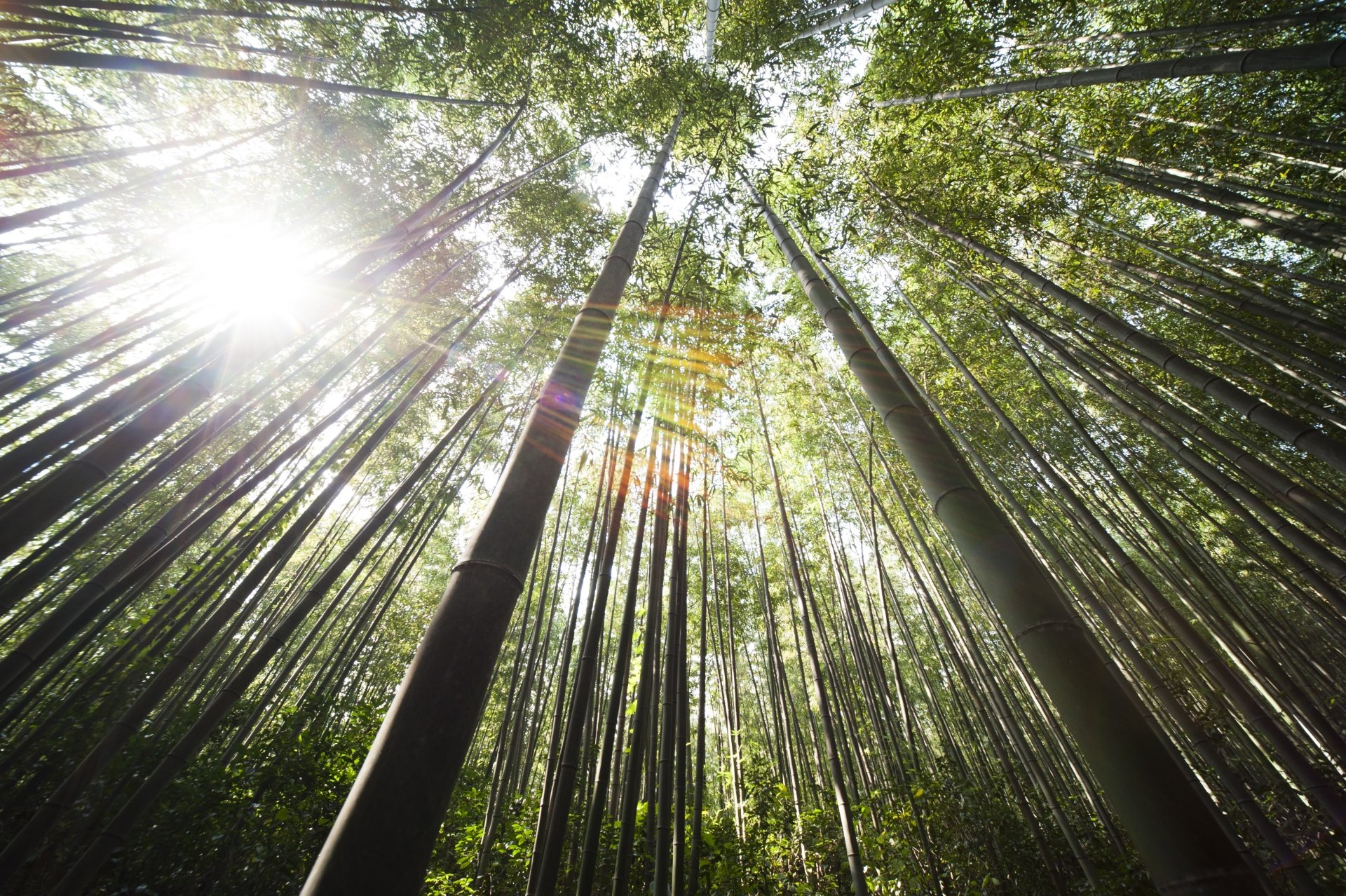 Sunbeams Through Bamboo Canopy — 4K Ultra HD Forest Wallpaper ...