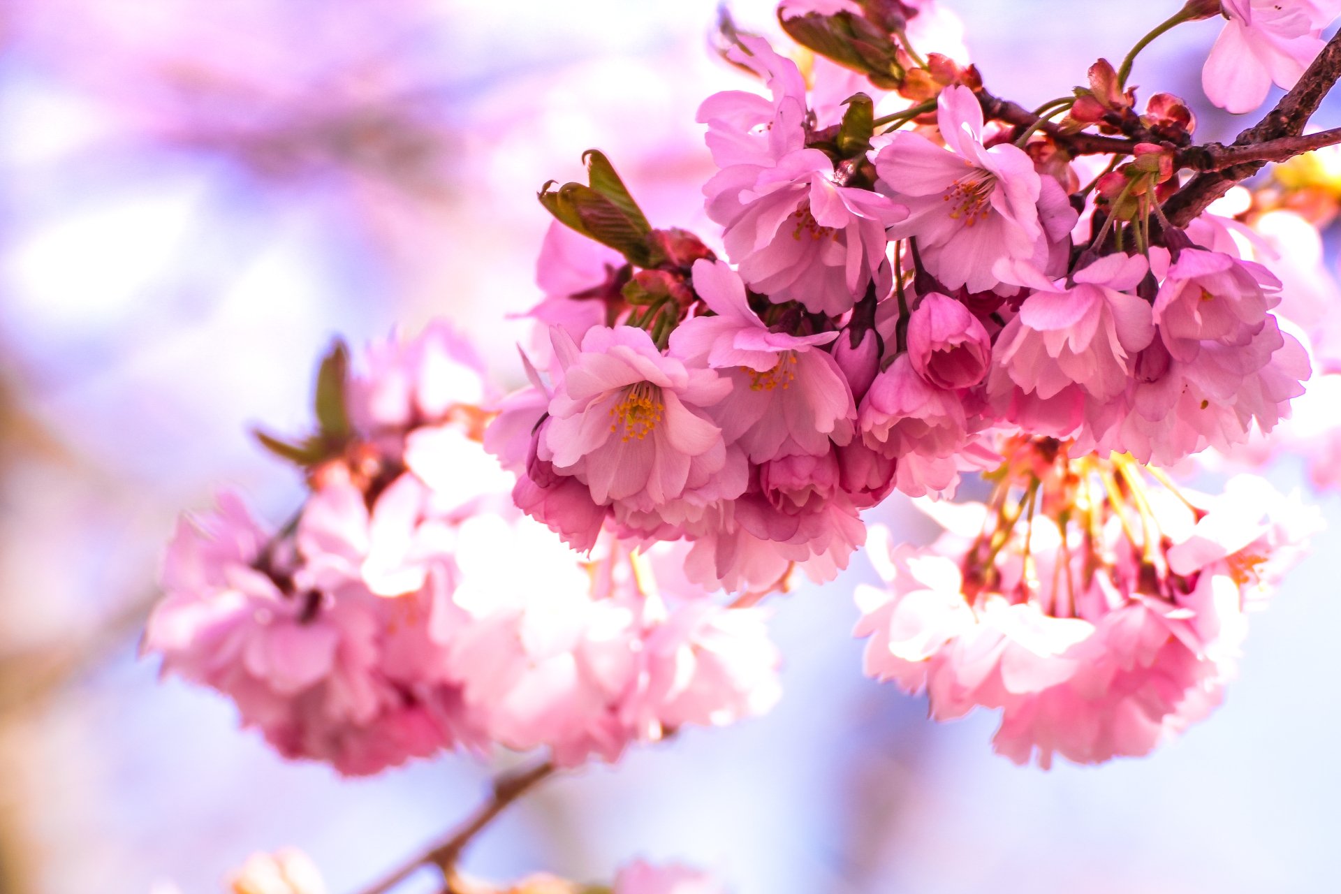 Download Purple Flower Spring Flower Blur Branch Nature Blossom 4k ...