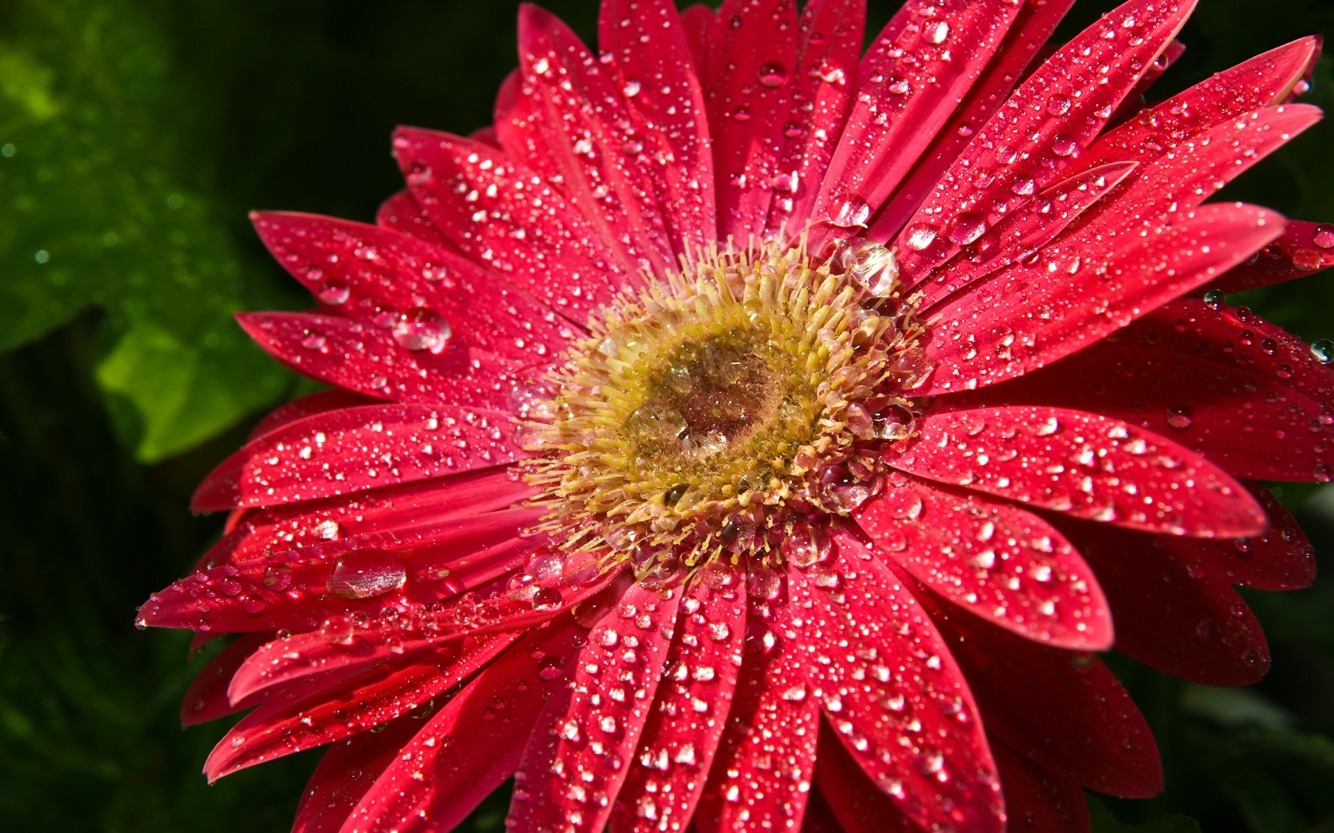 Download Water Drop Red Flower Close-up Flower Nature Gerbera HD Wallpaper