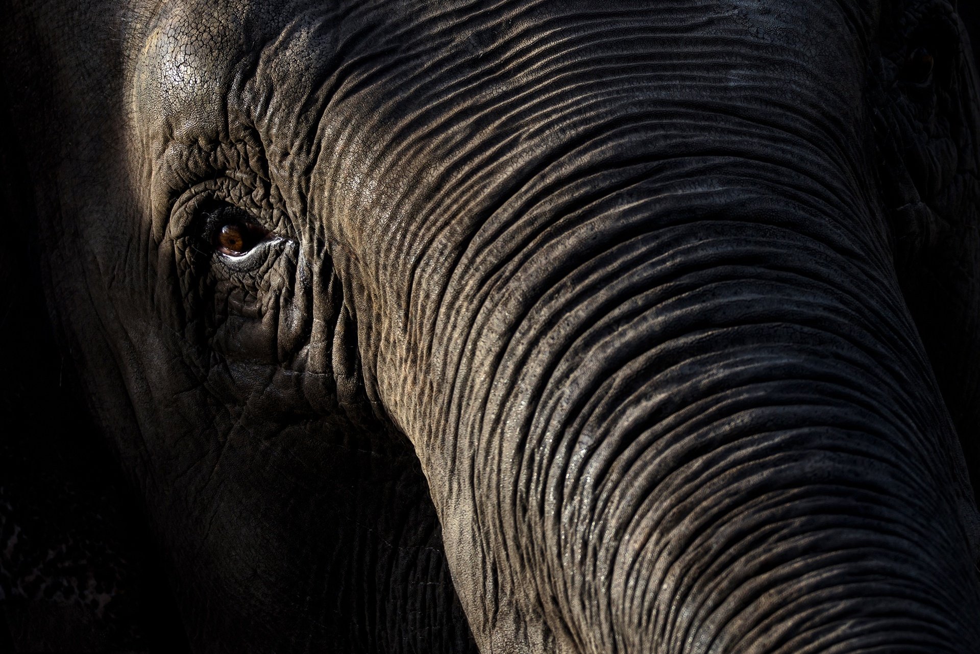 Download Close-up Animal Asian Elephant HD Wallpaper | 1920x1282 ...