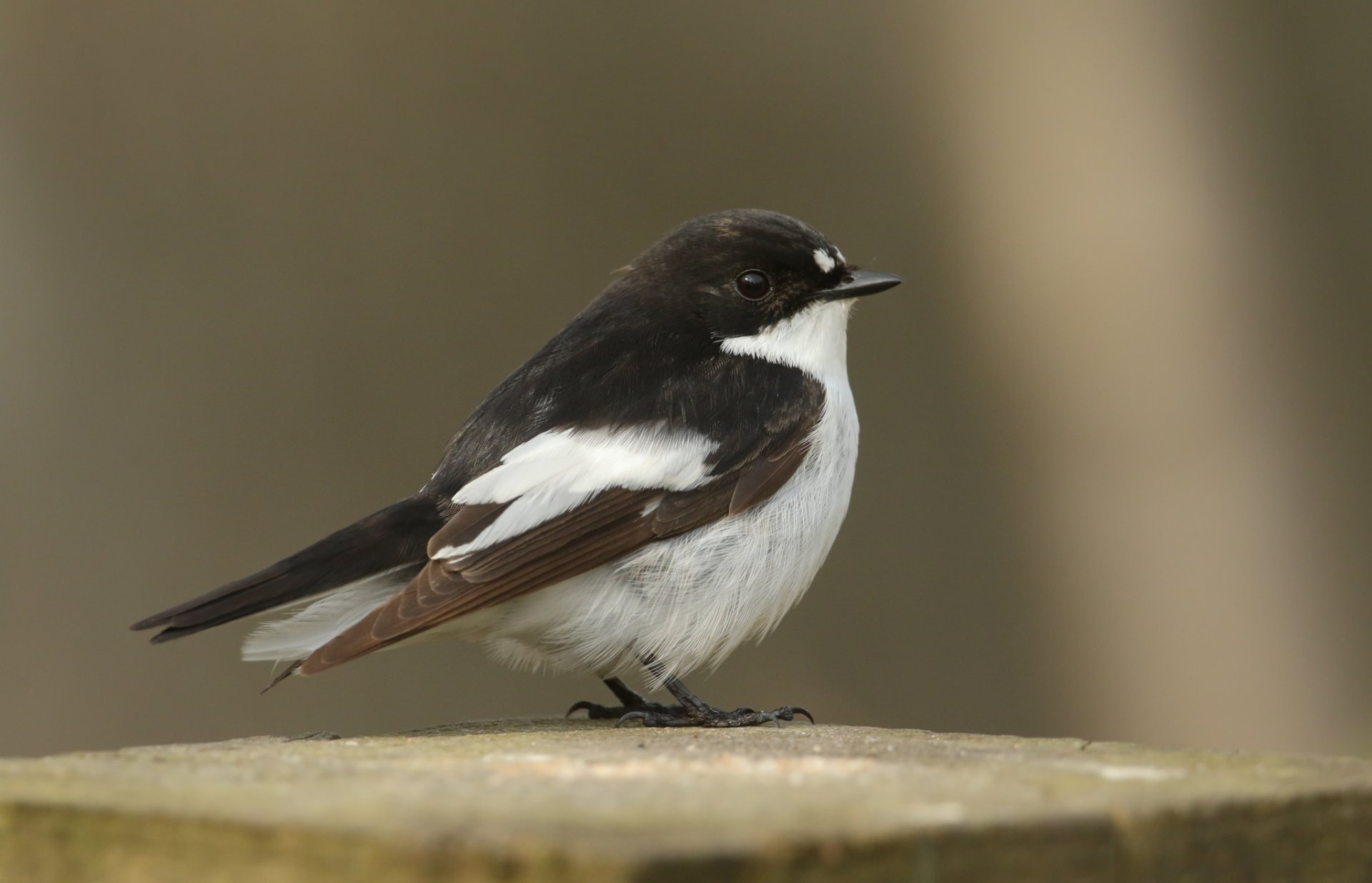 Download European Pied Flycatcher Animal Flycatcher HD Wallpaper by ...