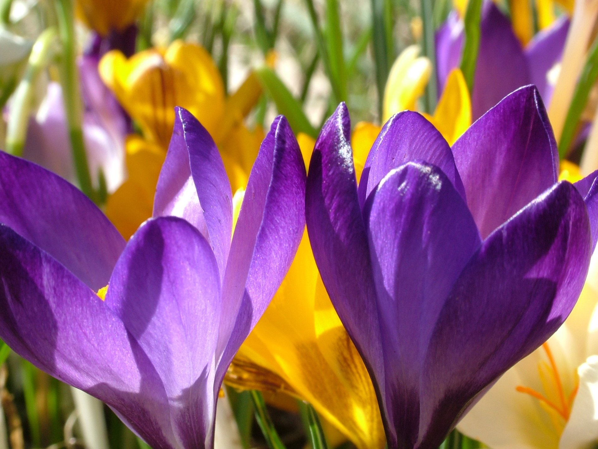 Download Close-up Purple Flower Spring Flower Nature Crocus HD Wallpaper