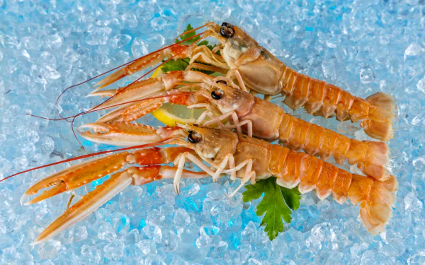 [40+] Shrimp 4k Wallpapers