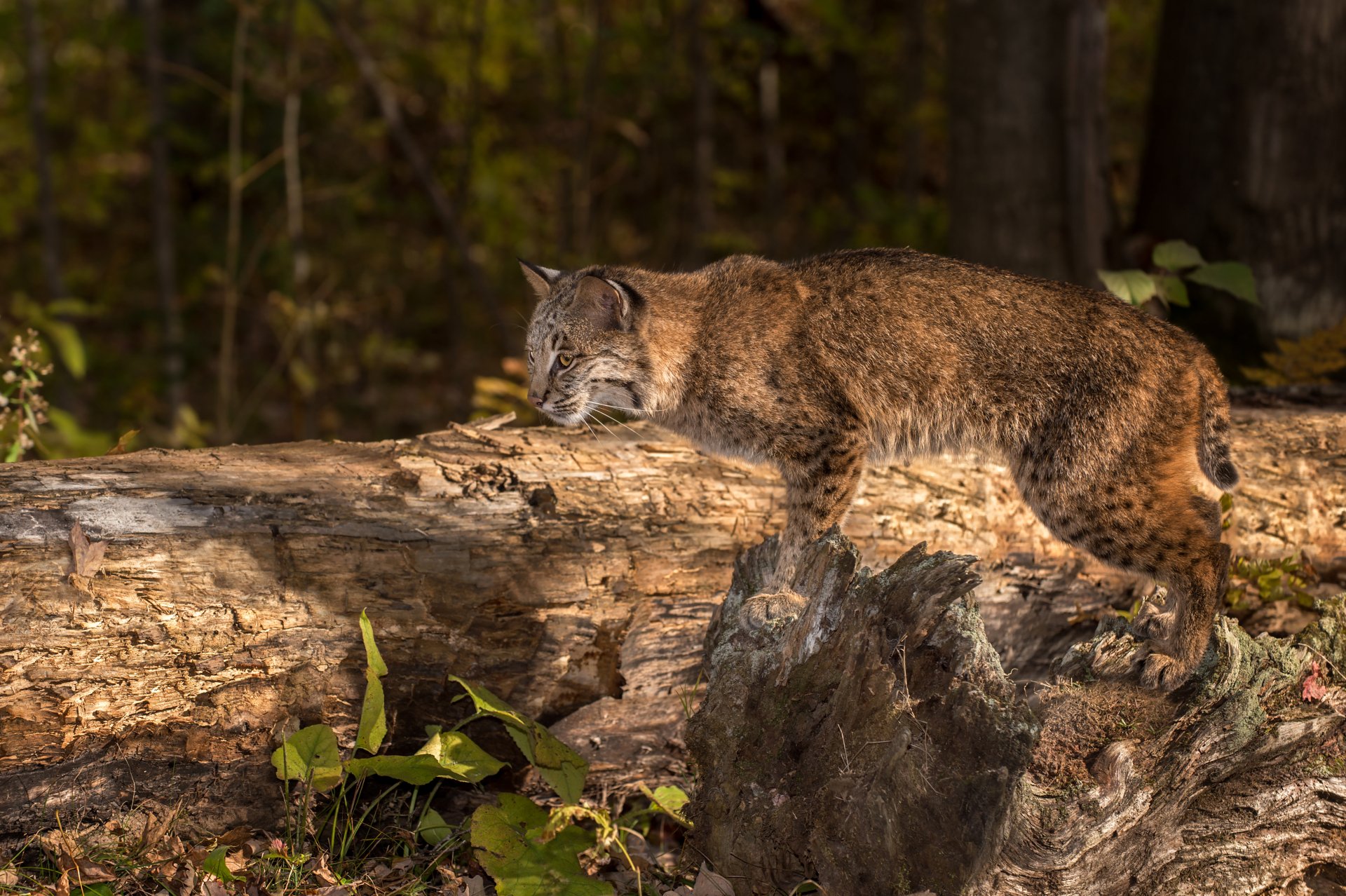 Download Animal Lynx 4k Ultra HD Wallpaper