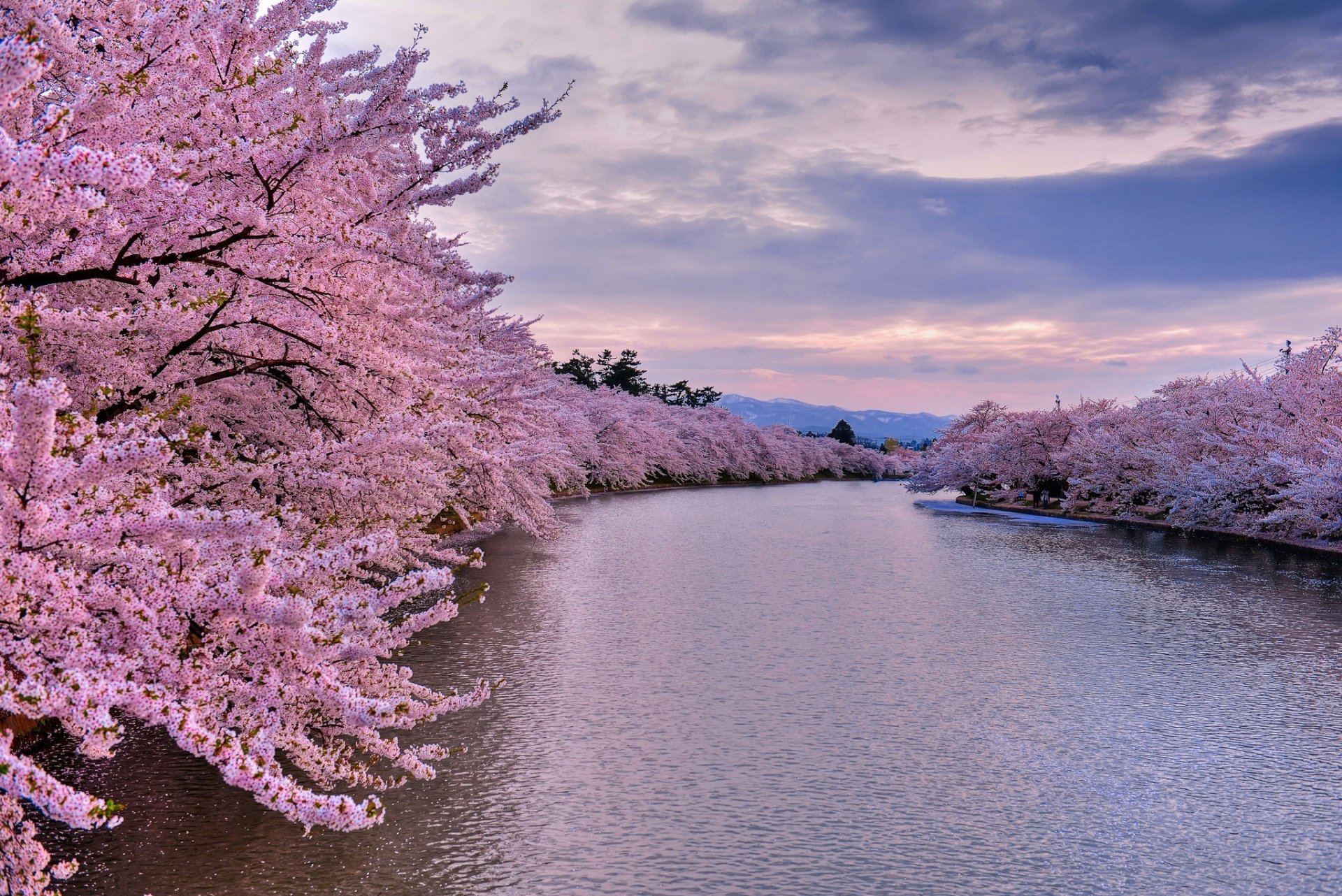 Download Cherry Blossom Blossom Cherry Nature River HD Wallpaper