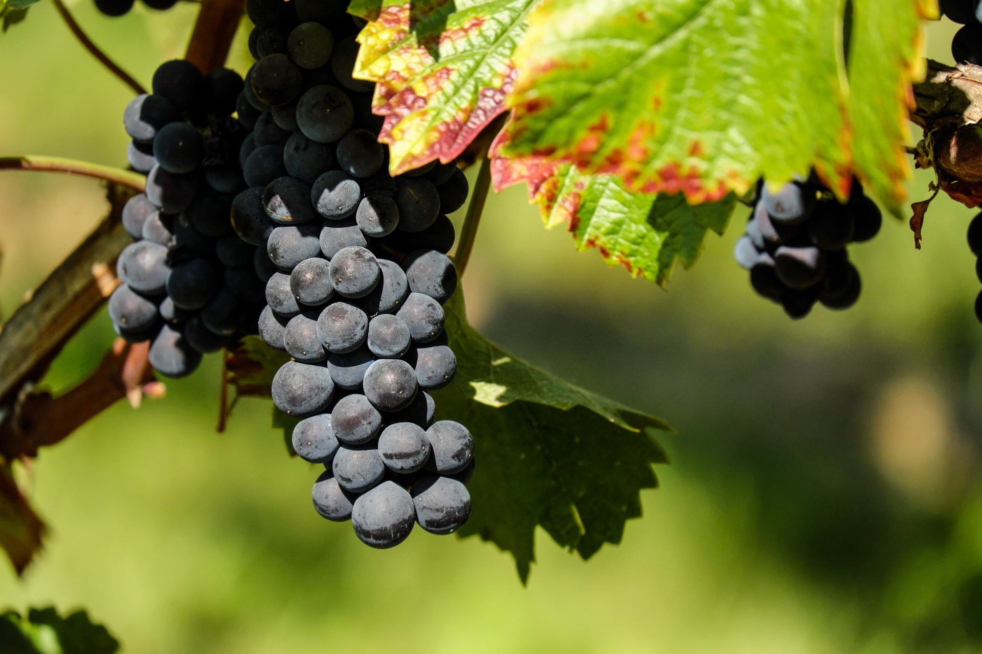 Download Fruit Food Grapes 4k Ultra HD Wallpaper | 4896x3264 ...